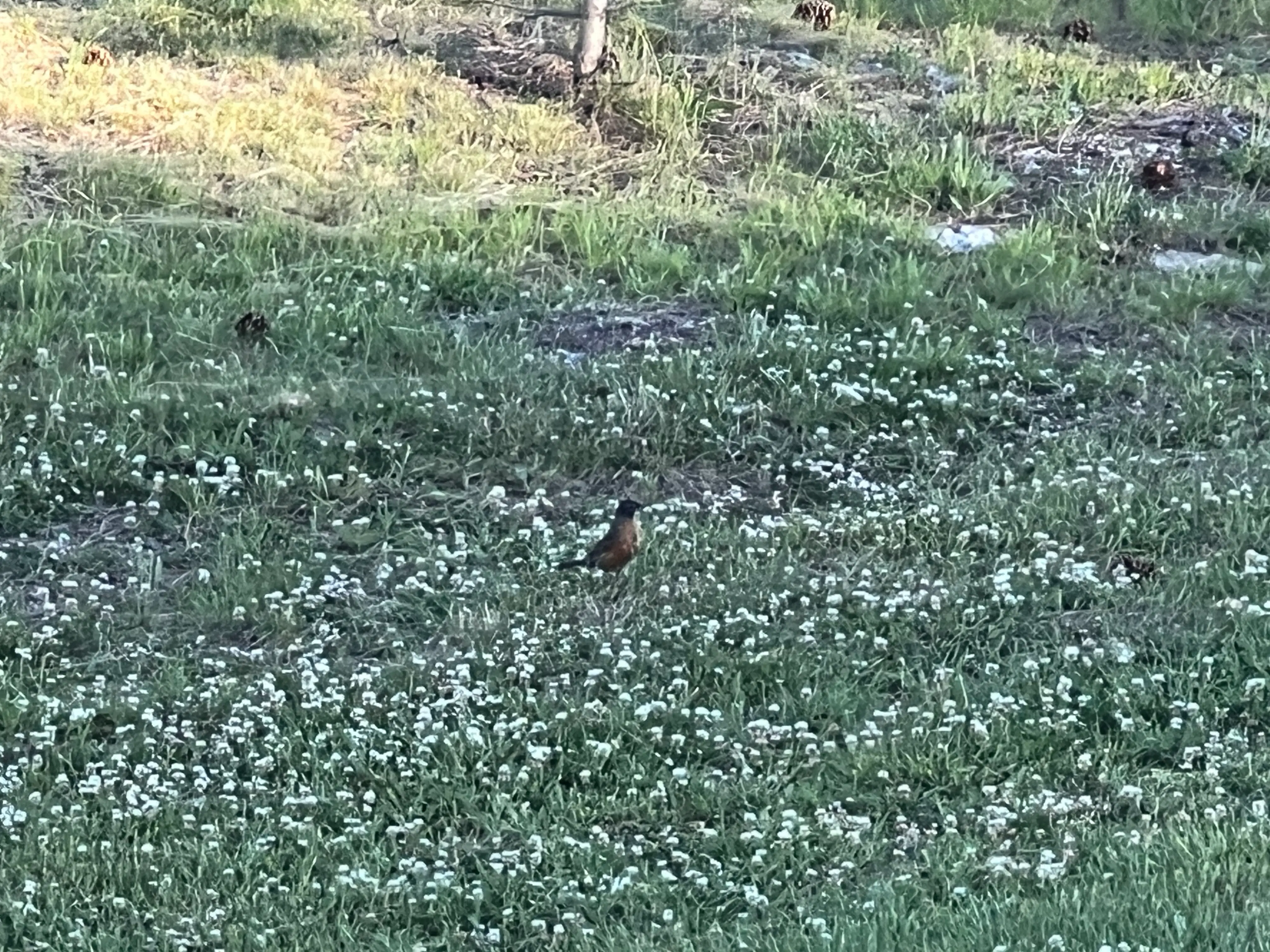 ROBIN IRL OMG??!! Honkai: Star Rail | HoYoLAB