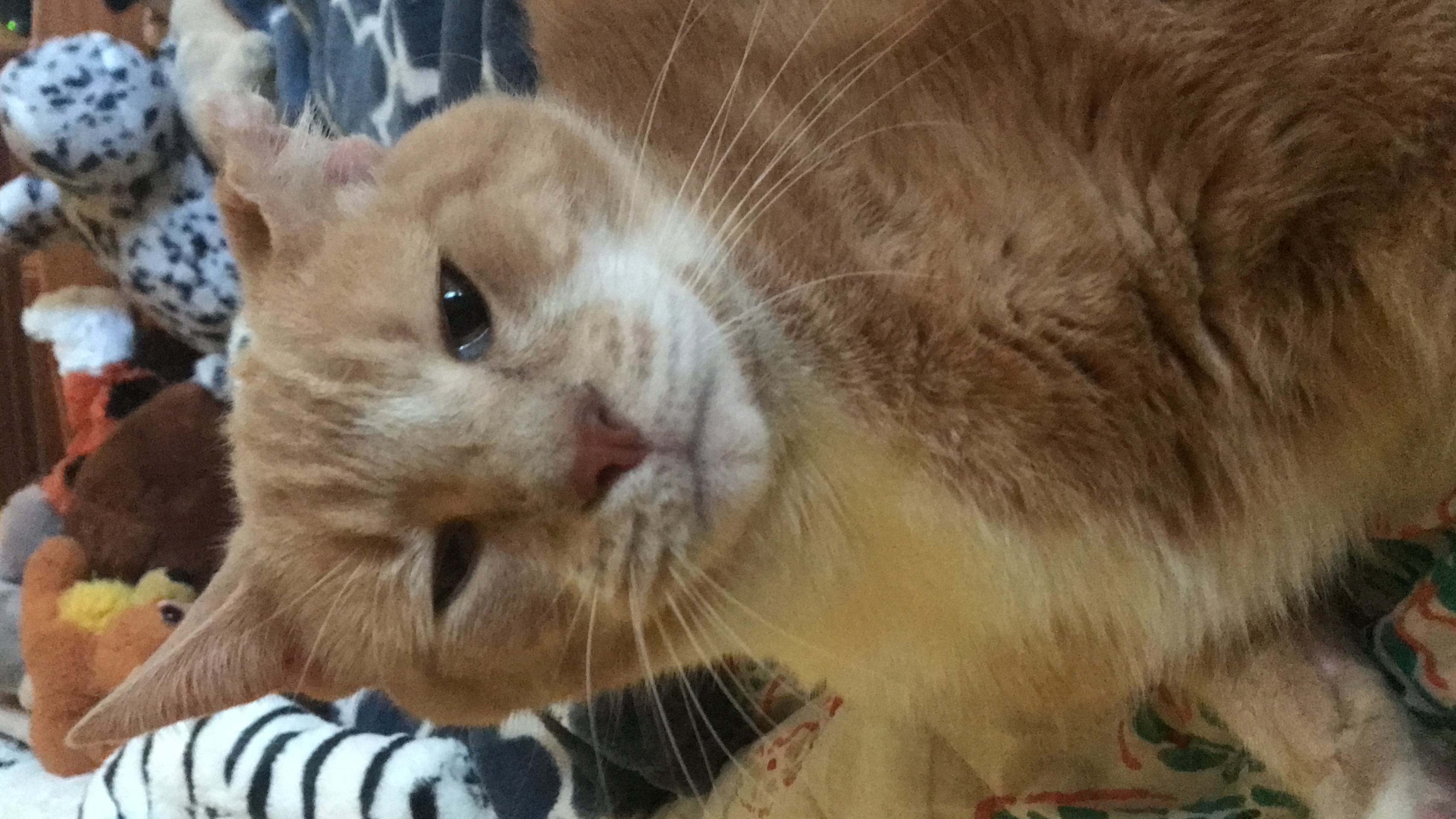 Winston being adorable 🥰😸 | HoYoLAB