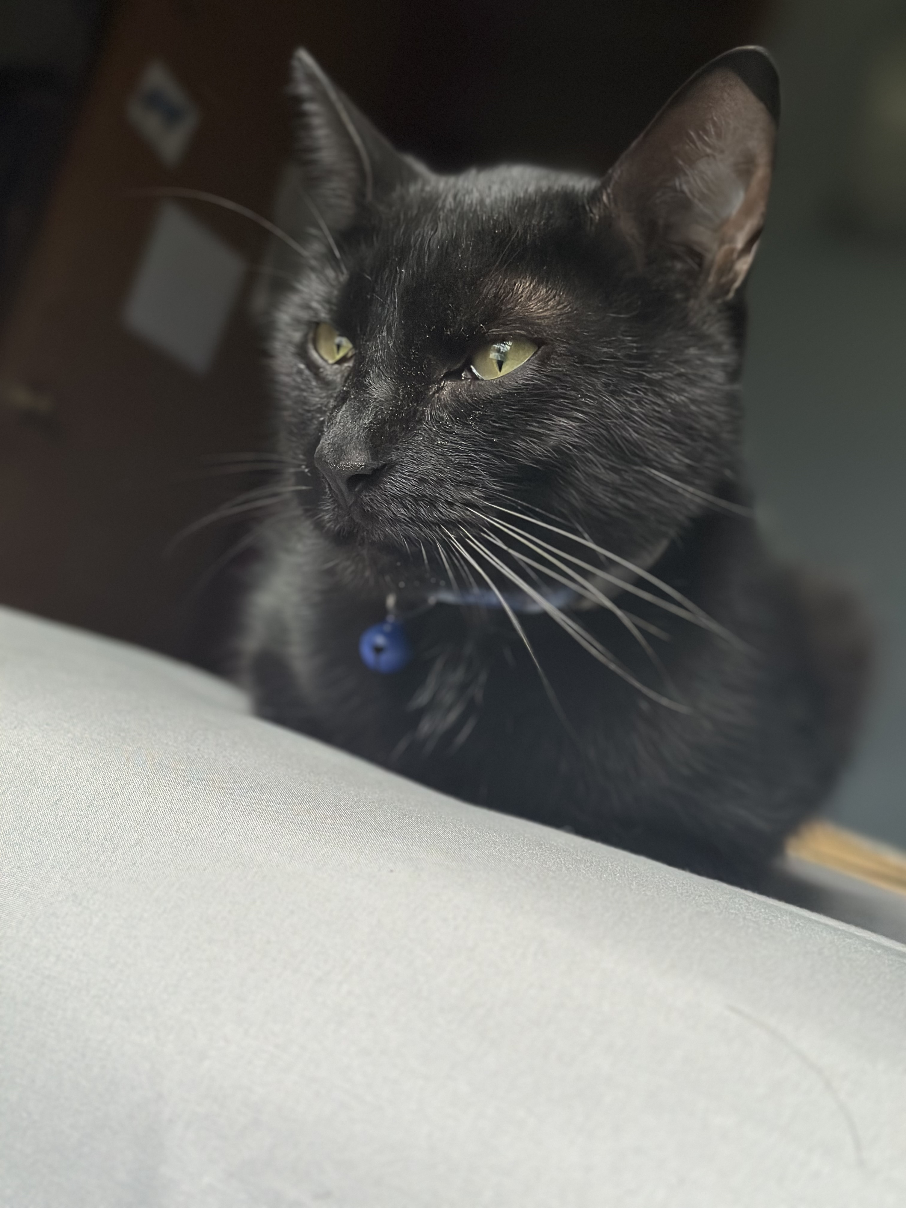 Loaf cat! Genshin Impact | HoYoLAB