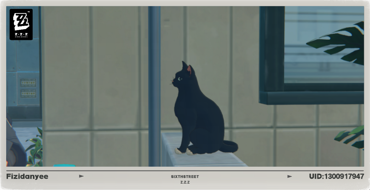 Cat Zenless Zone Zero | HoYoLAB