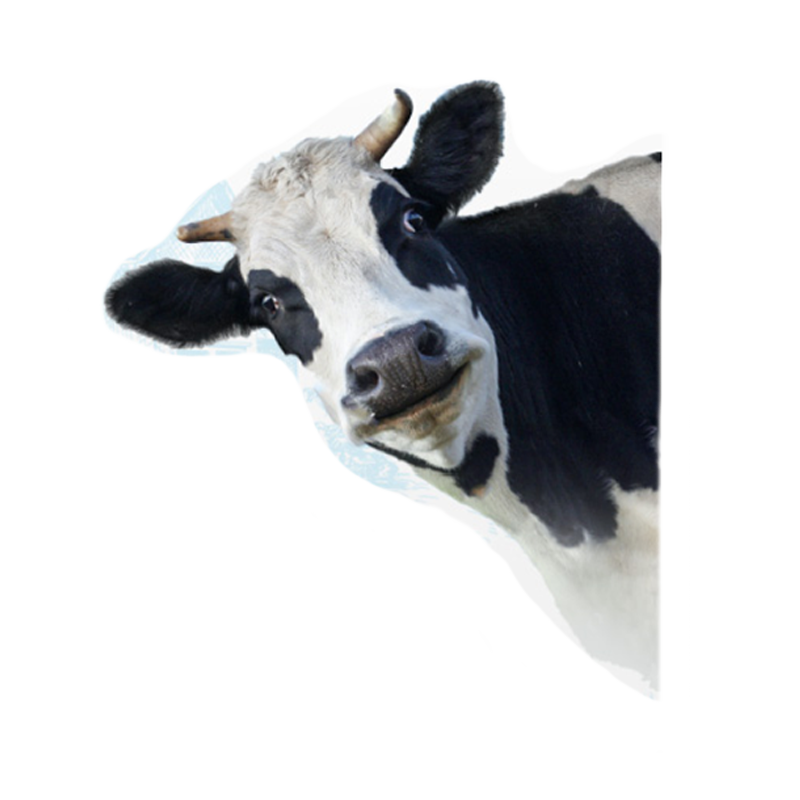 hehe Zenless Zone Zero | HoYoLAB