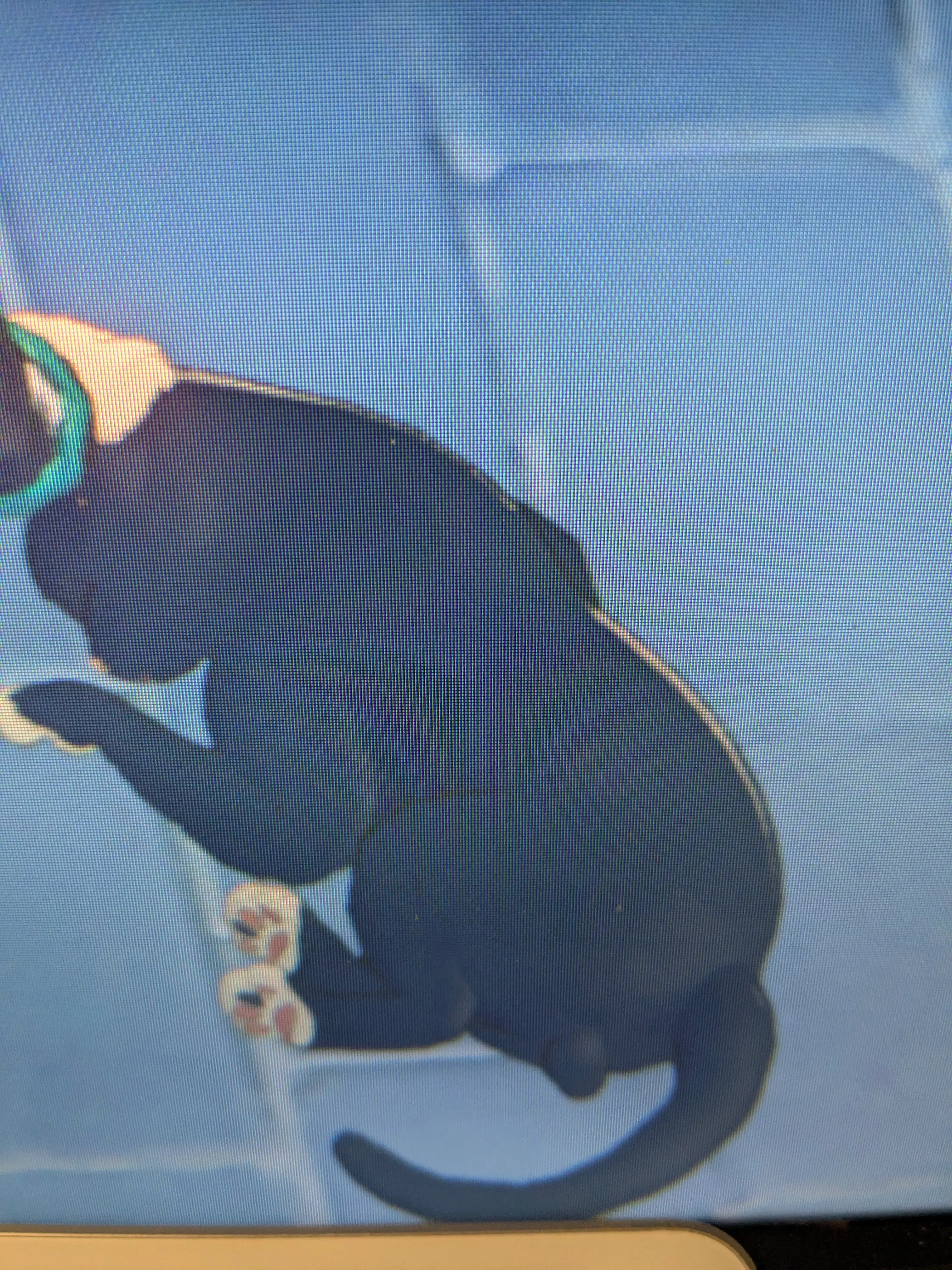 THEY GAVE THE CAT BALLS!!! Zenless Zone Zero | HoYoLAB