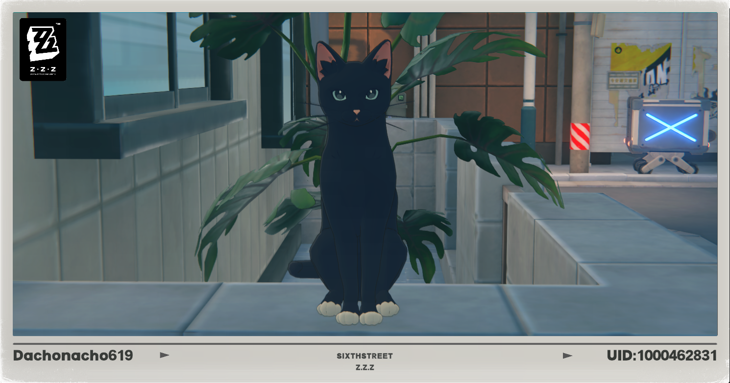 Cat Zenless Zone Zero | HoYoLAB