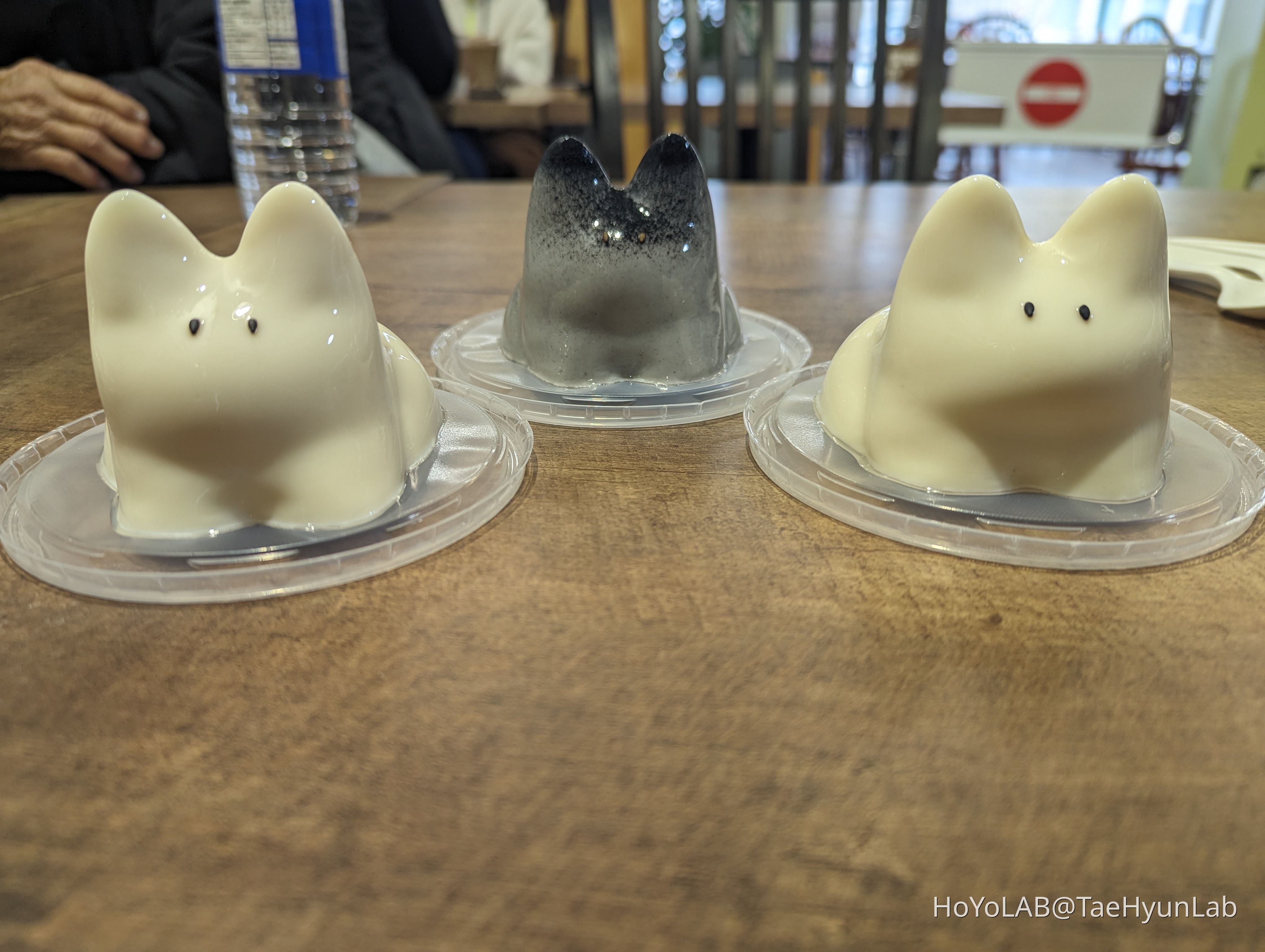 cat pudding | HoYoLAB