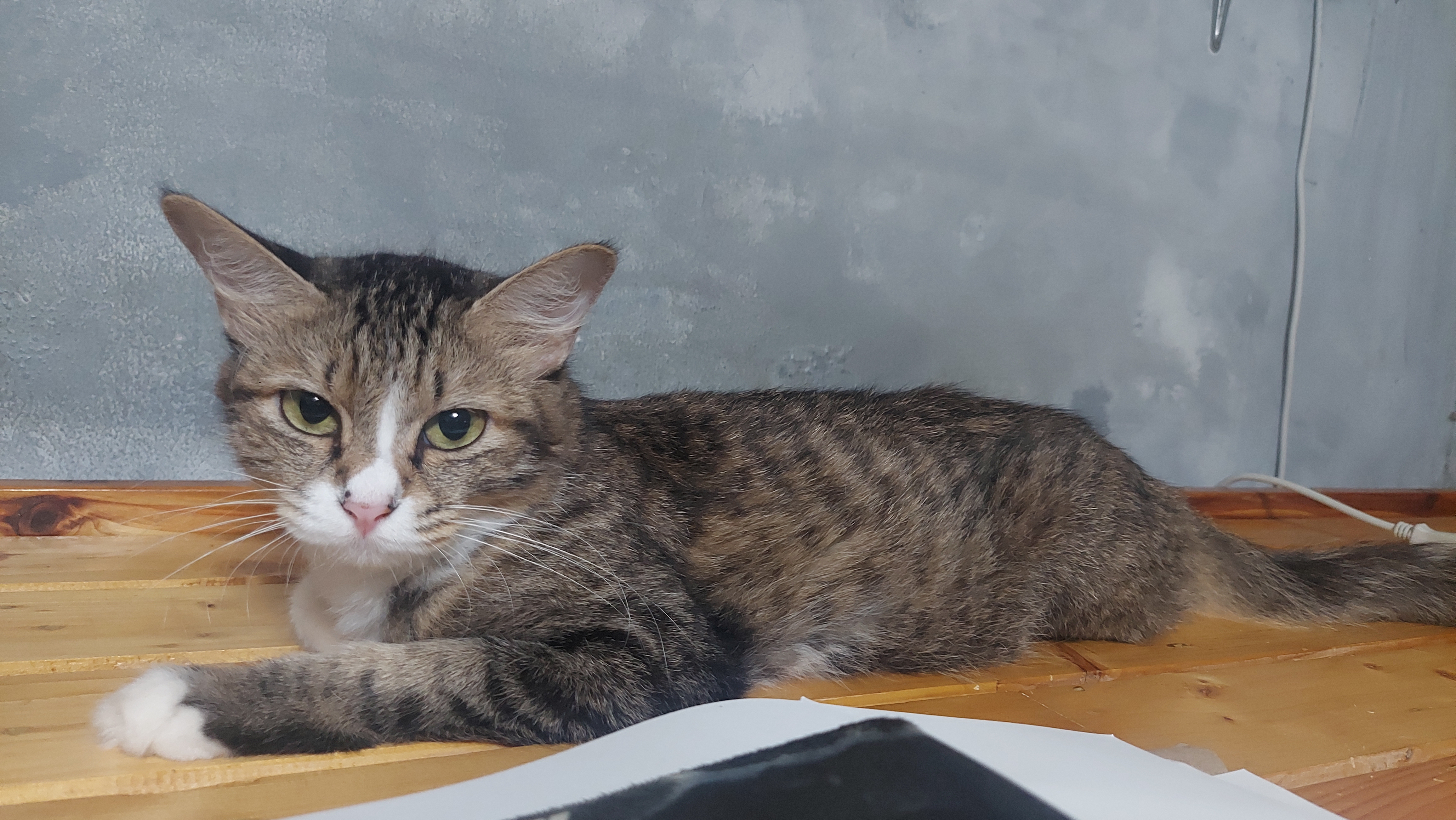 Zenless Cat Zenless Zone Zero | HoYoLAB