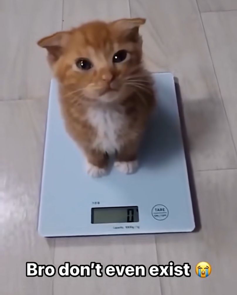 ZZZ kat 😾 Zenless Zone Zero | HoYoLAB