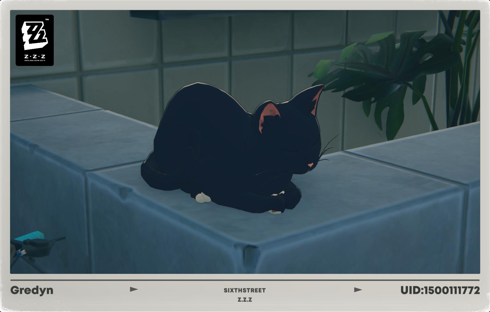Cats Zenless Zone Zero | HoYoLAB