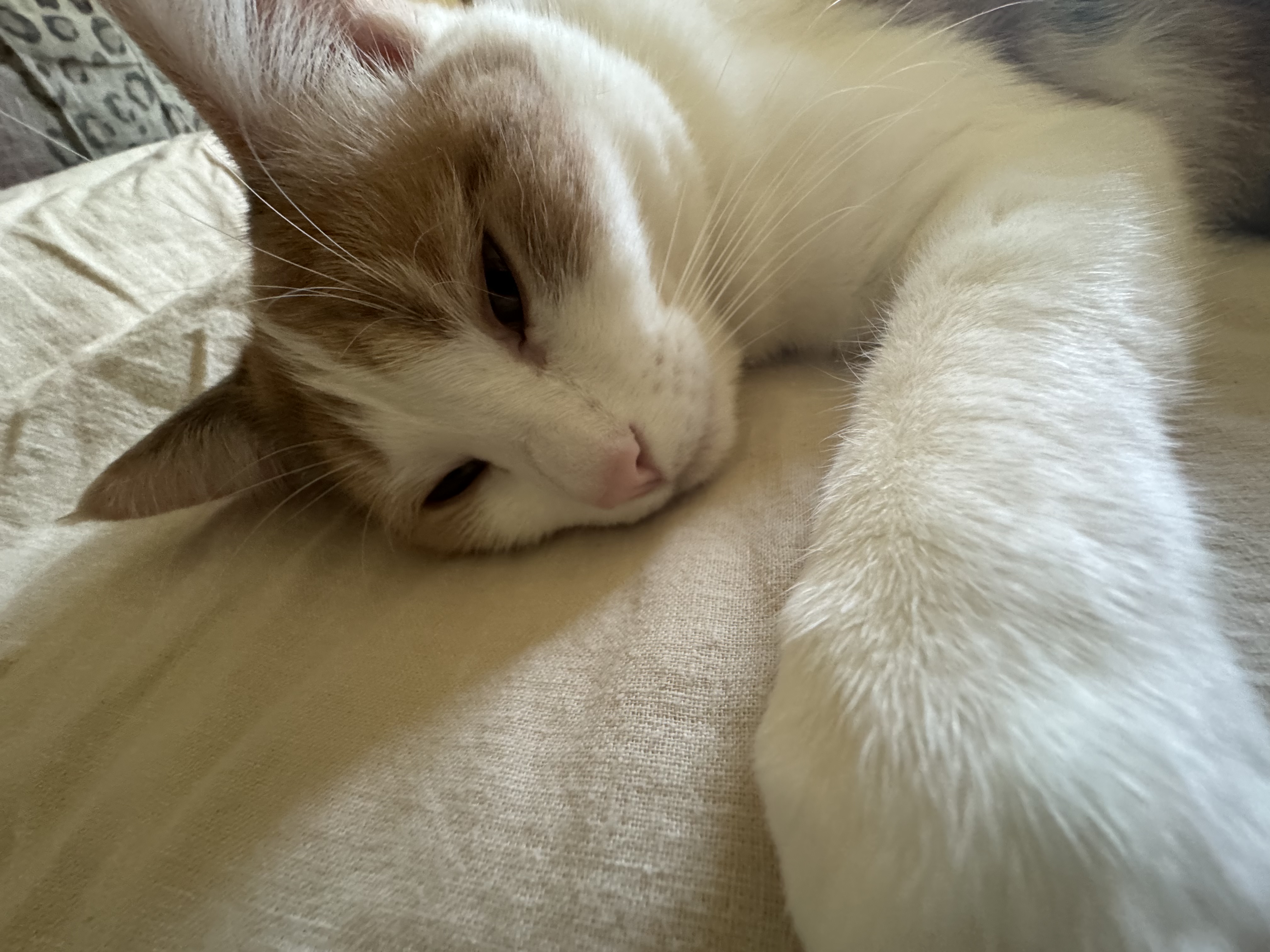 CAT PHOTO DUMP!!!! | HoYoLAB