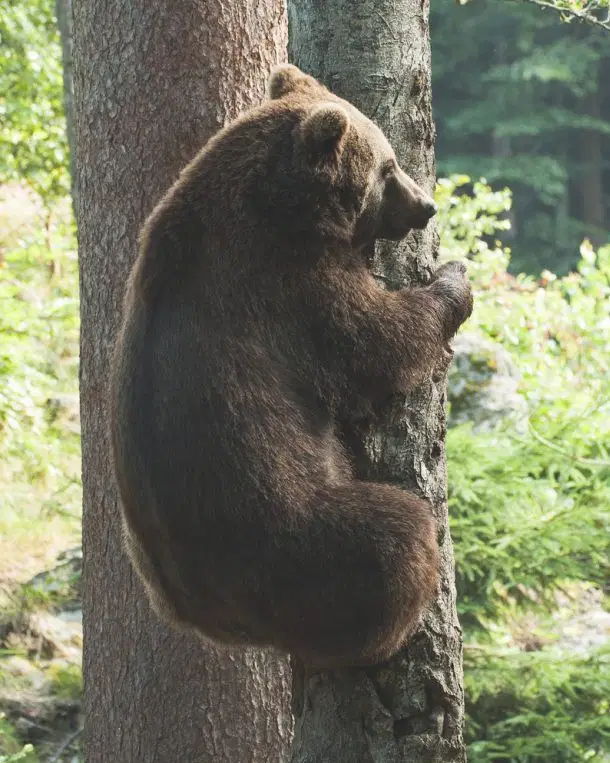 Li the bear is afraid of heights... Zenless Zone Zero | HoYoLAB