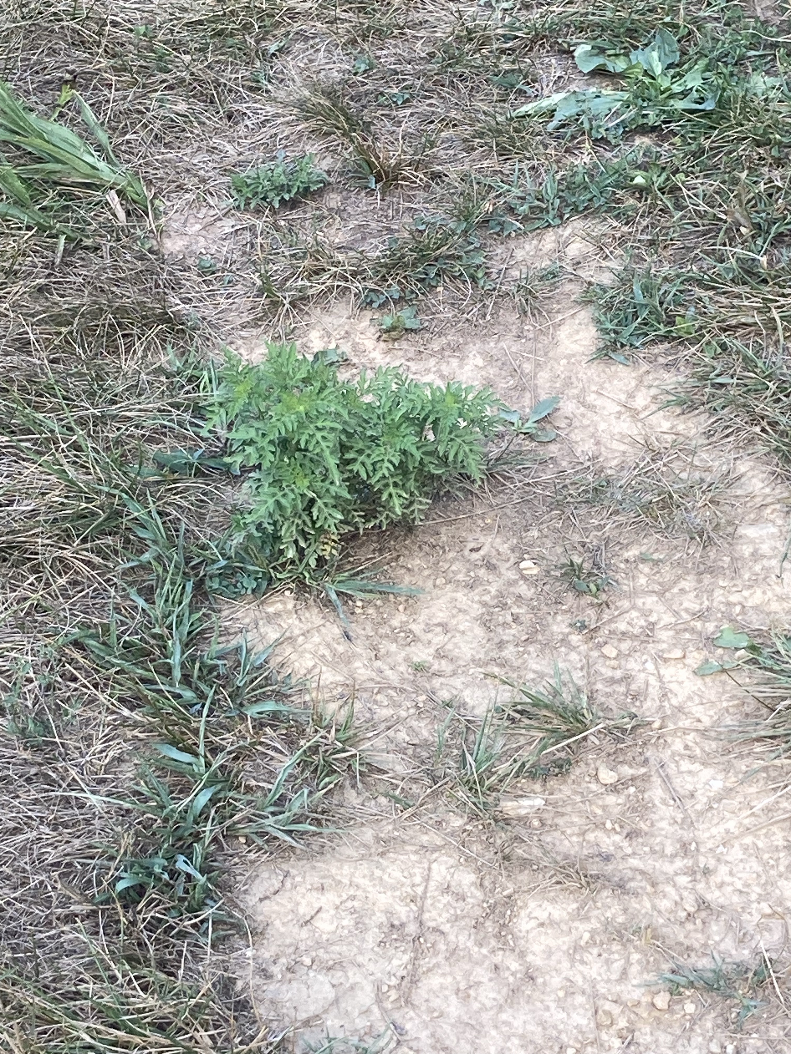 Guys I found a dendro slime IRL Genshin Impact | HoYoLAB