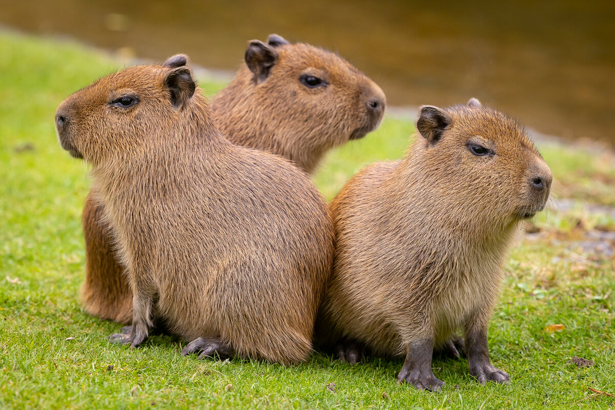 WE ARE GETTING CAPYBARAS IN NATLAN Genshin Impact | HoYoLAB
