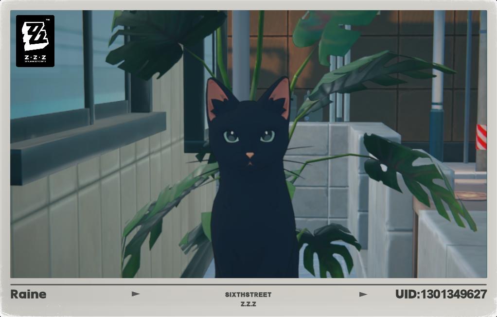 Cute cat pictures 😻 Zenless Zone Zero | HoYoLAB