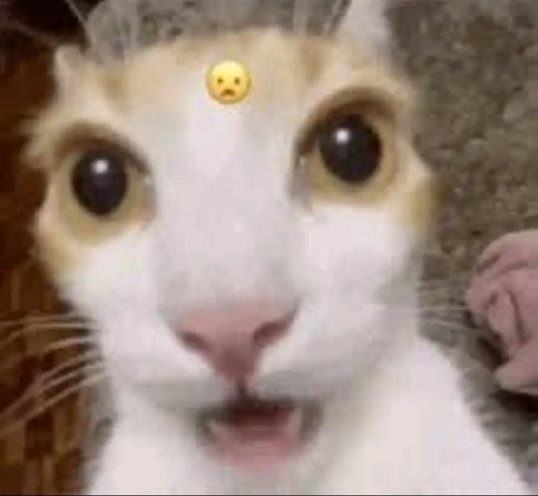 bruh face cat