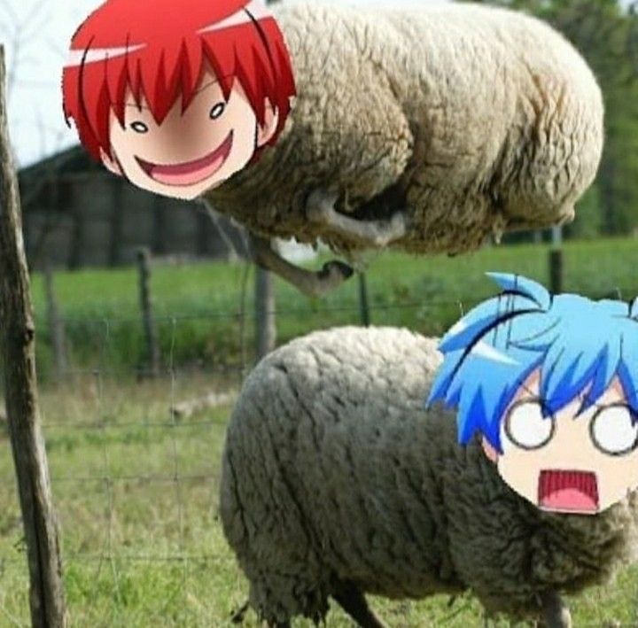 Some assassination classroom memes for you from Ohio (Pinterest😔)😳🥵🥶🐺😵 ...