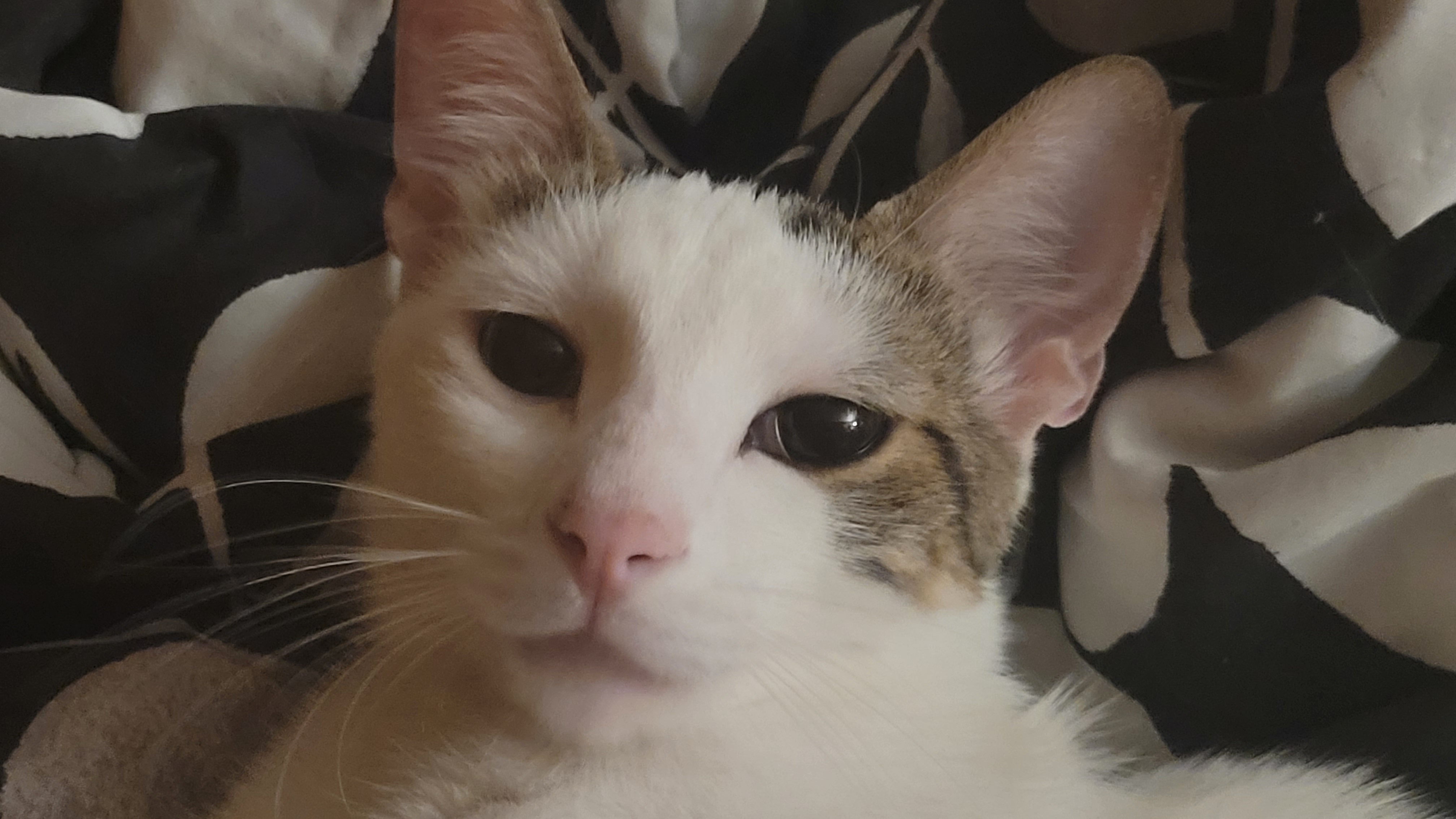 URGENT!! I have new kitty meow meow!! :33 | HoYoLAB