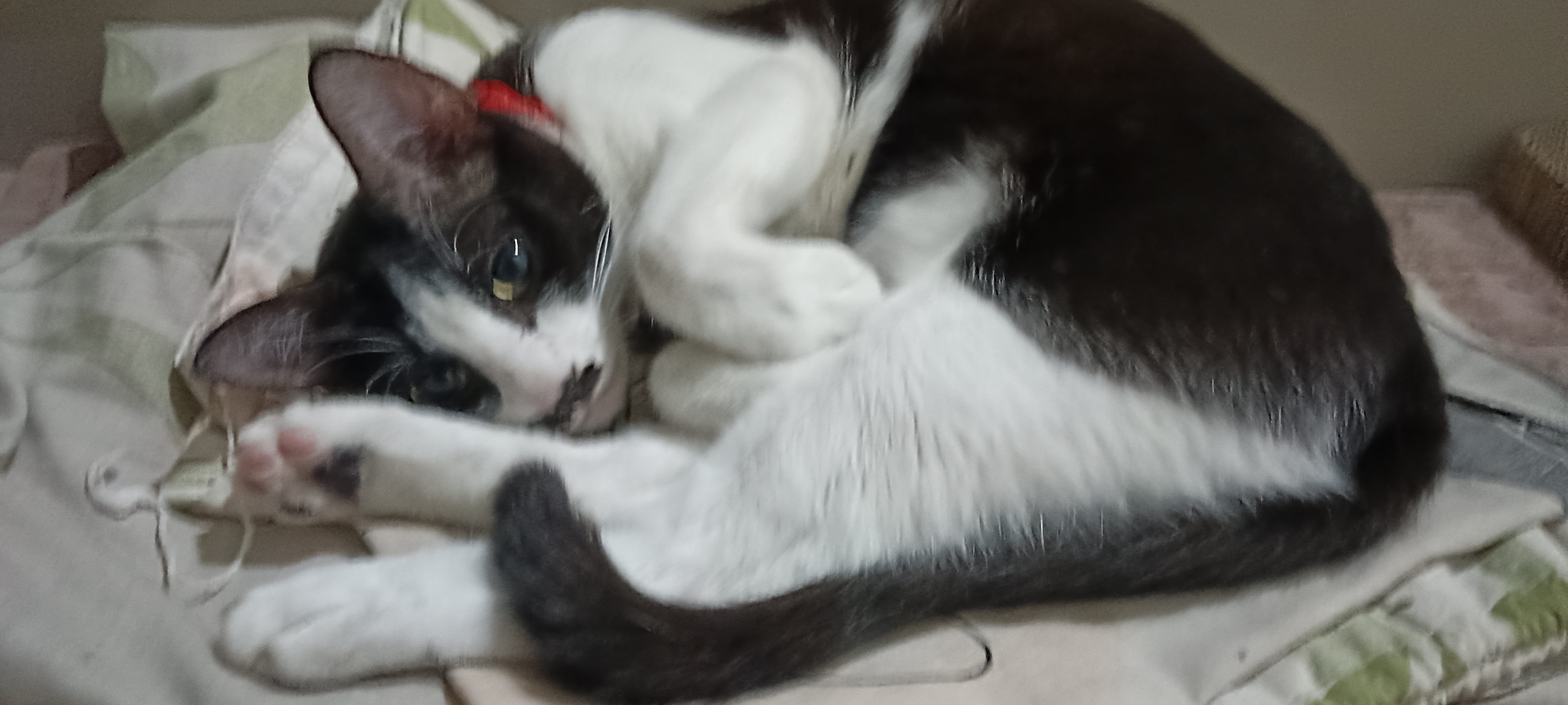 pls look at my cat | HoYoLAB