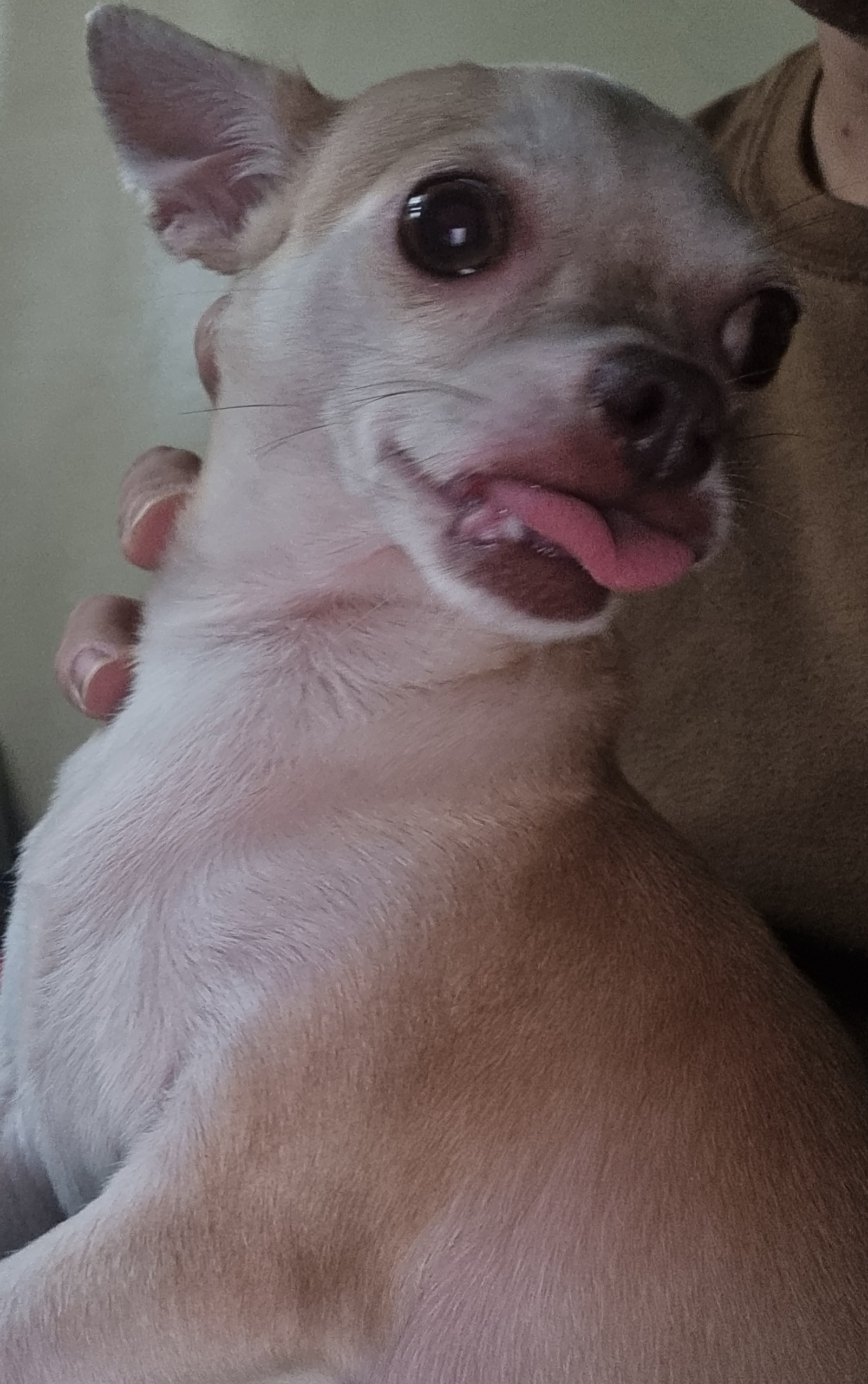 This little Pipsqueak | HoYoLAB