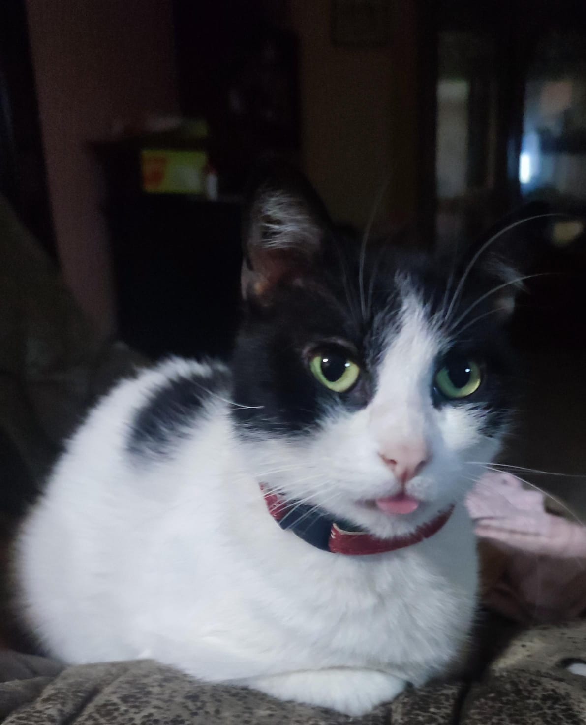 just pictures of my cat bc idk Genshin Impact | HoYoLAB