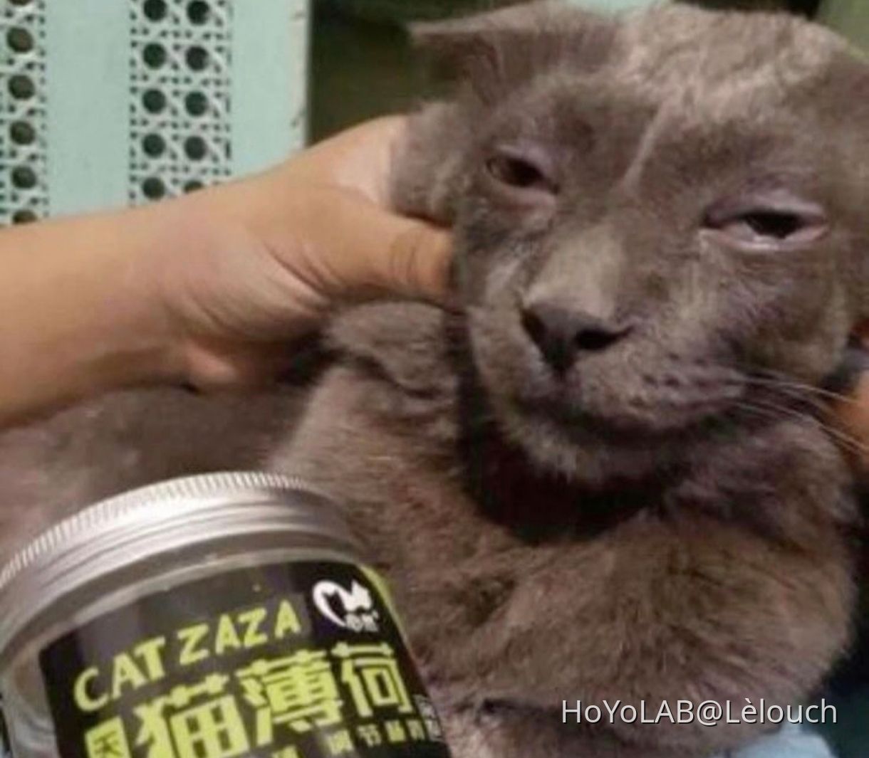 Natlan is coming with a new dendro unit, how do i feel having all the ...