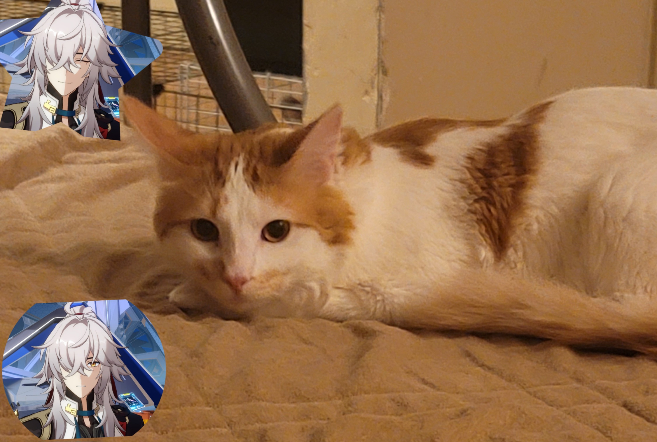 Jing Yuan would totally love this cat! Honkai: Star Rail | HoYoLAB