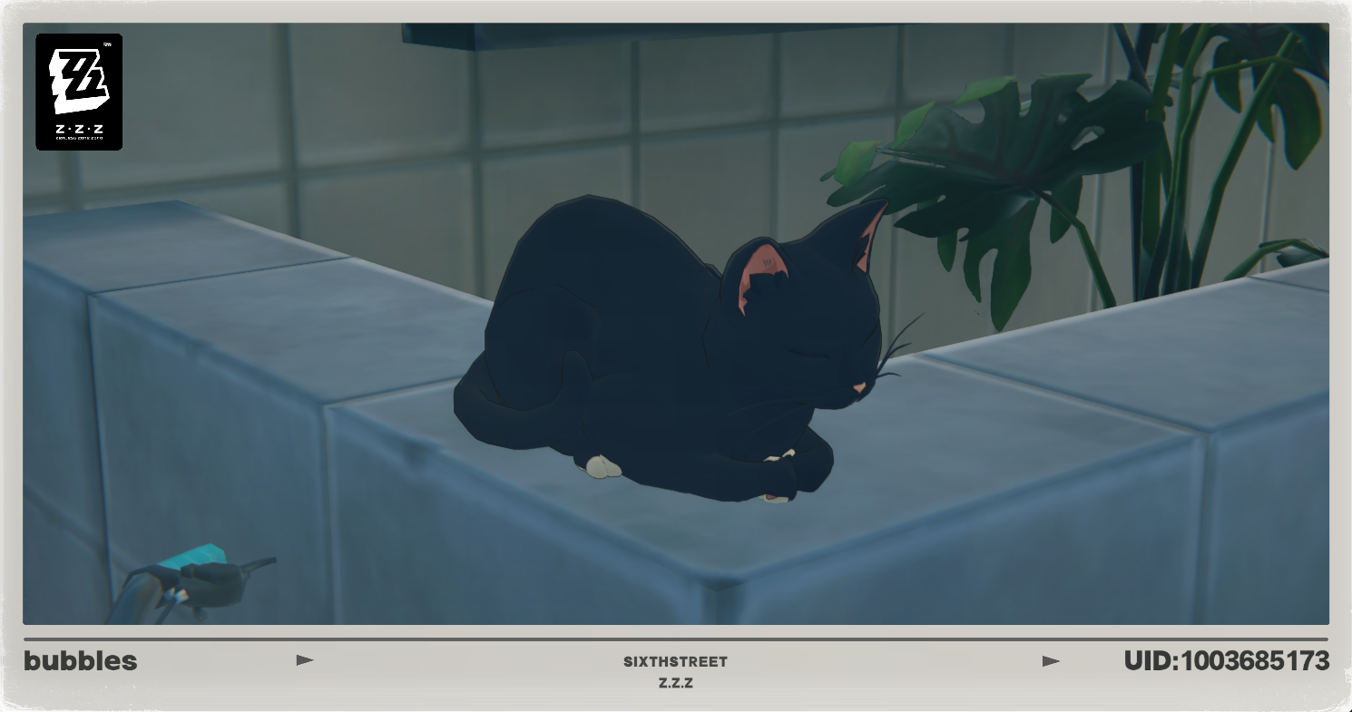 Cat Zenless Zone Zero | HoYoLAB