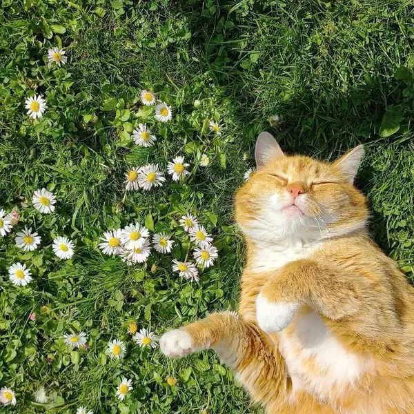 GENSHIN X GONG CHA Genshin Impact | HoYoLAB