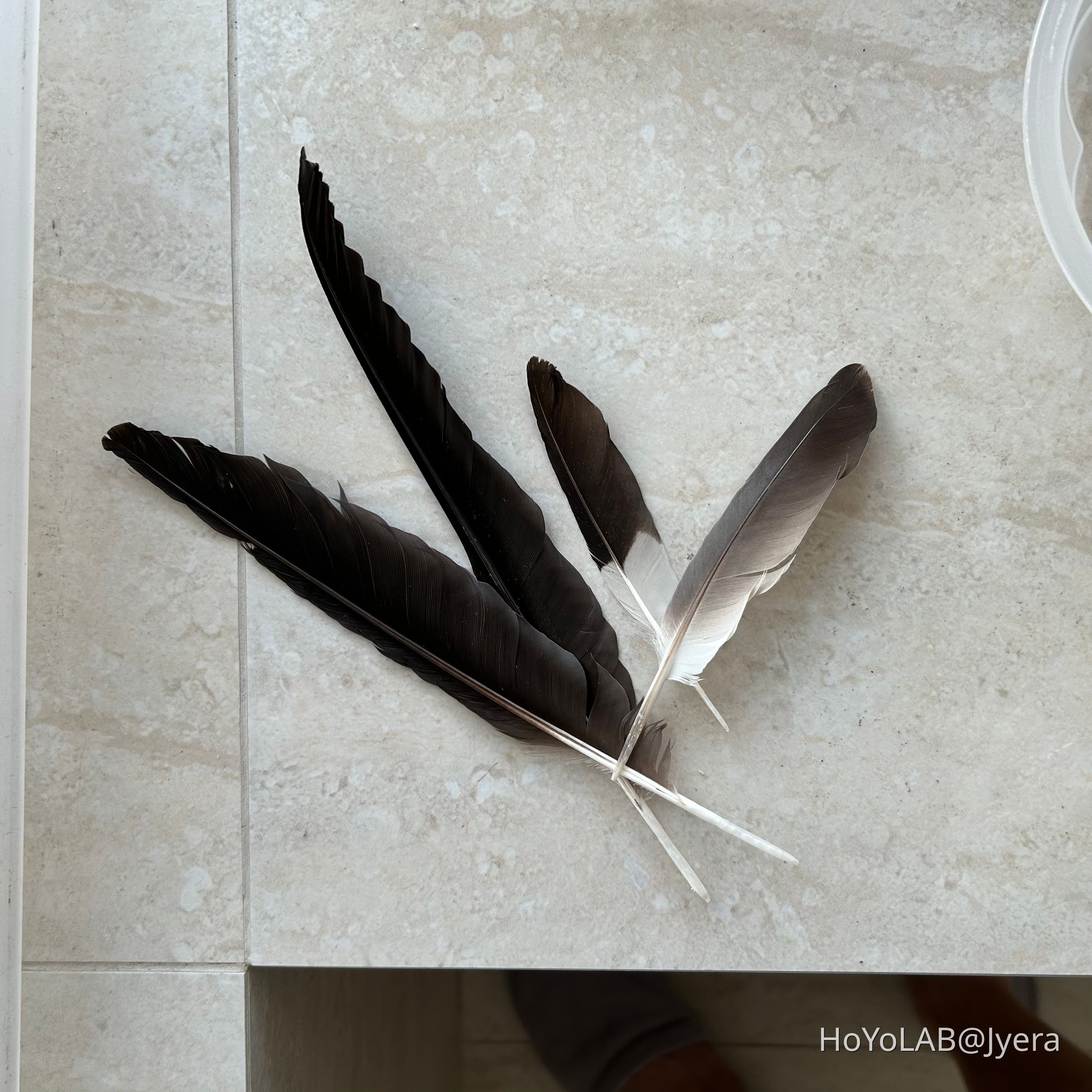 Gryphon feathers for Serval (“Aimi-inside”) Honkai: Star Rail | HoYoLAB