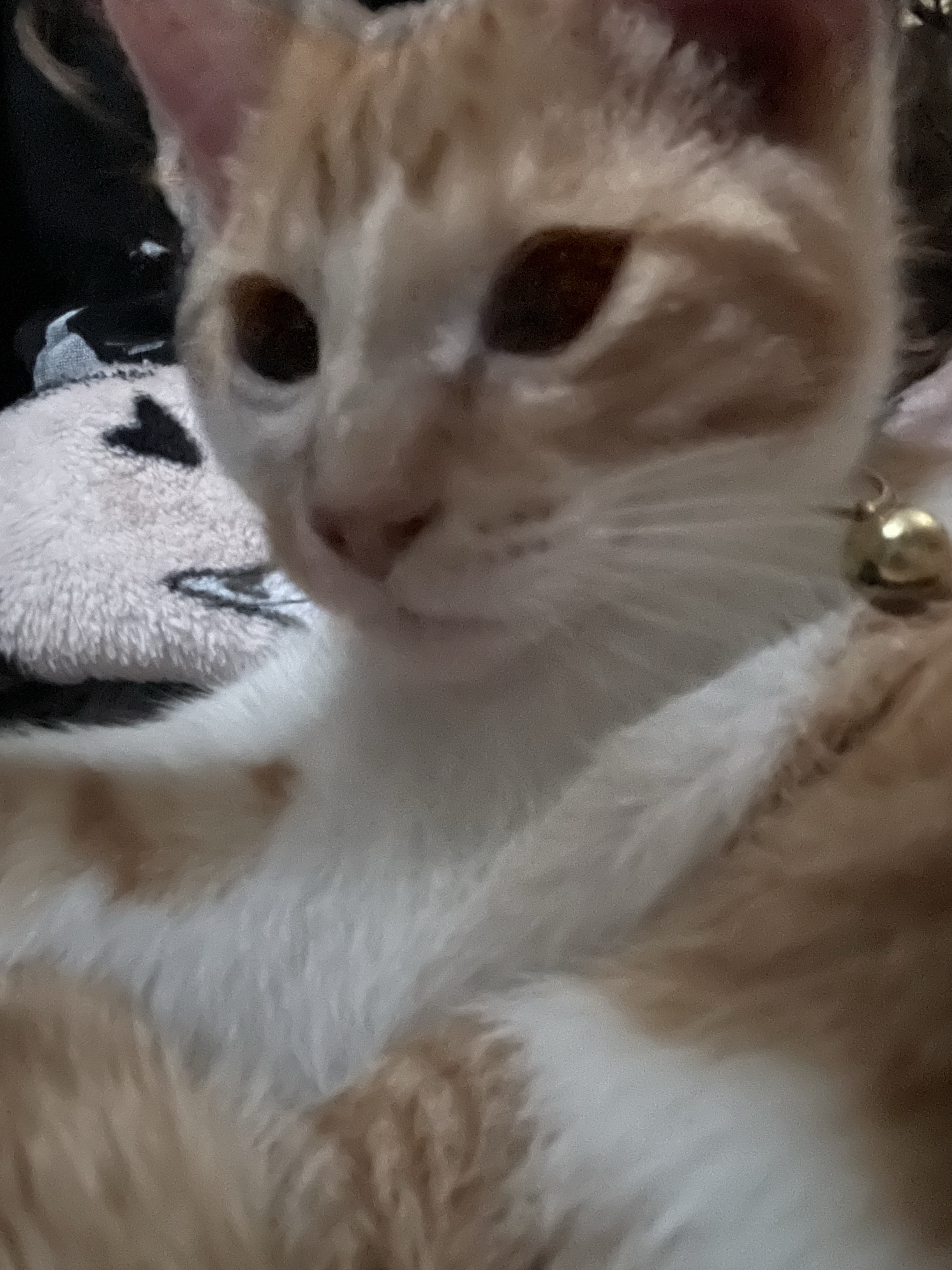 I’m lacking in memes so cat | HoYoLAB