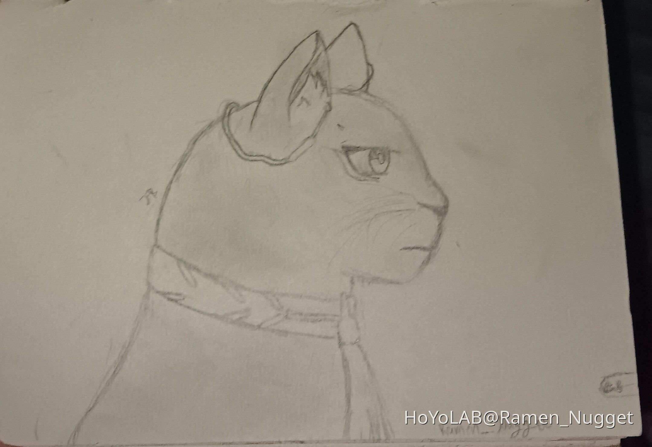 Cat with Dan Heng Accessories (more like a cougar though🥲) Honkai: Star ...