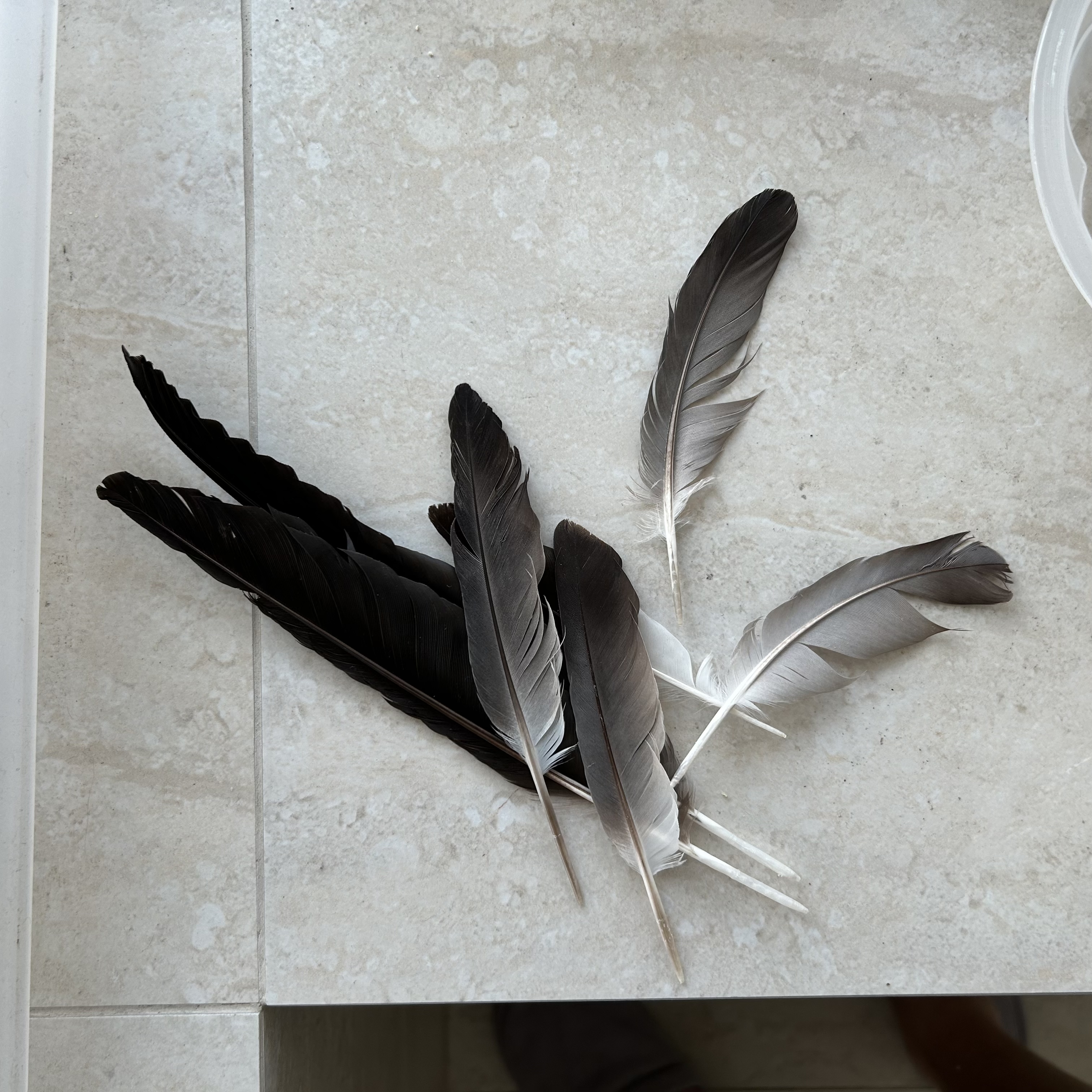 Gryphon feathers for Serval (“Aimi-inside”) Honkai: Star Rail | HoYoLAB