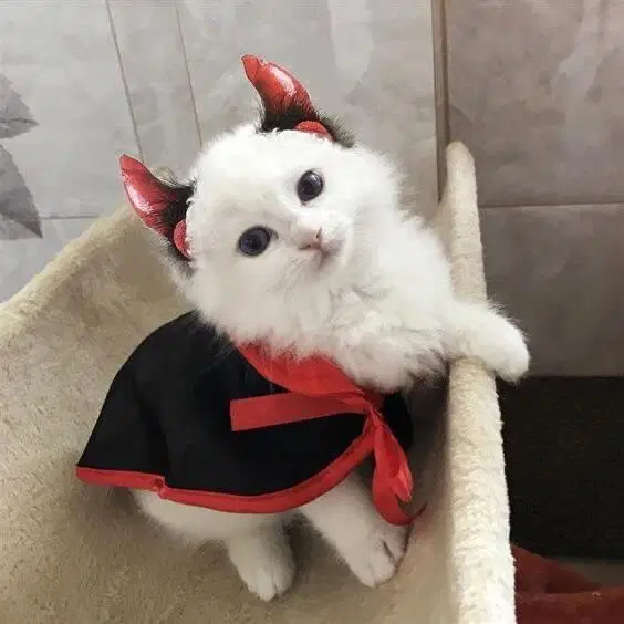 oni cat