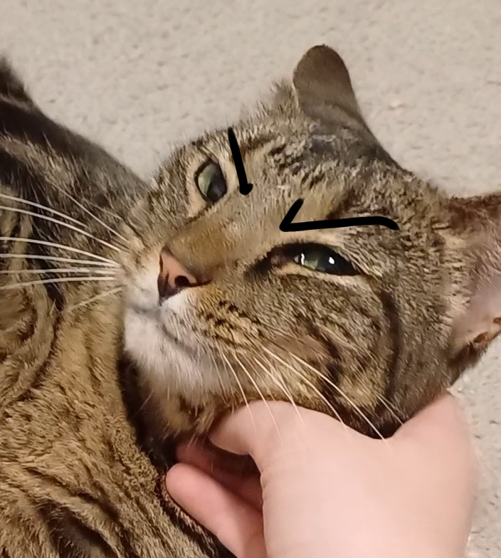 my very sigma Kitty's