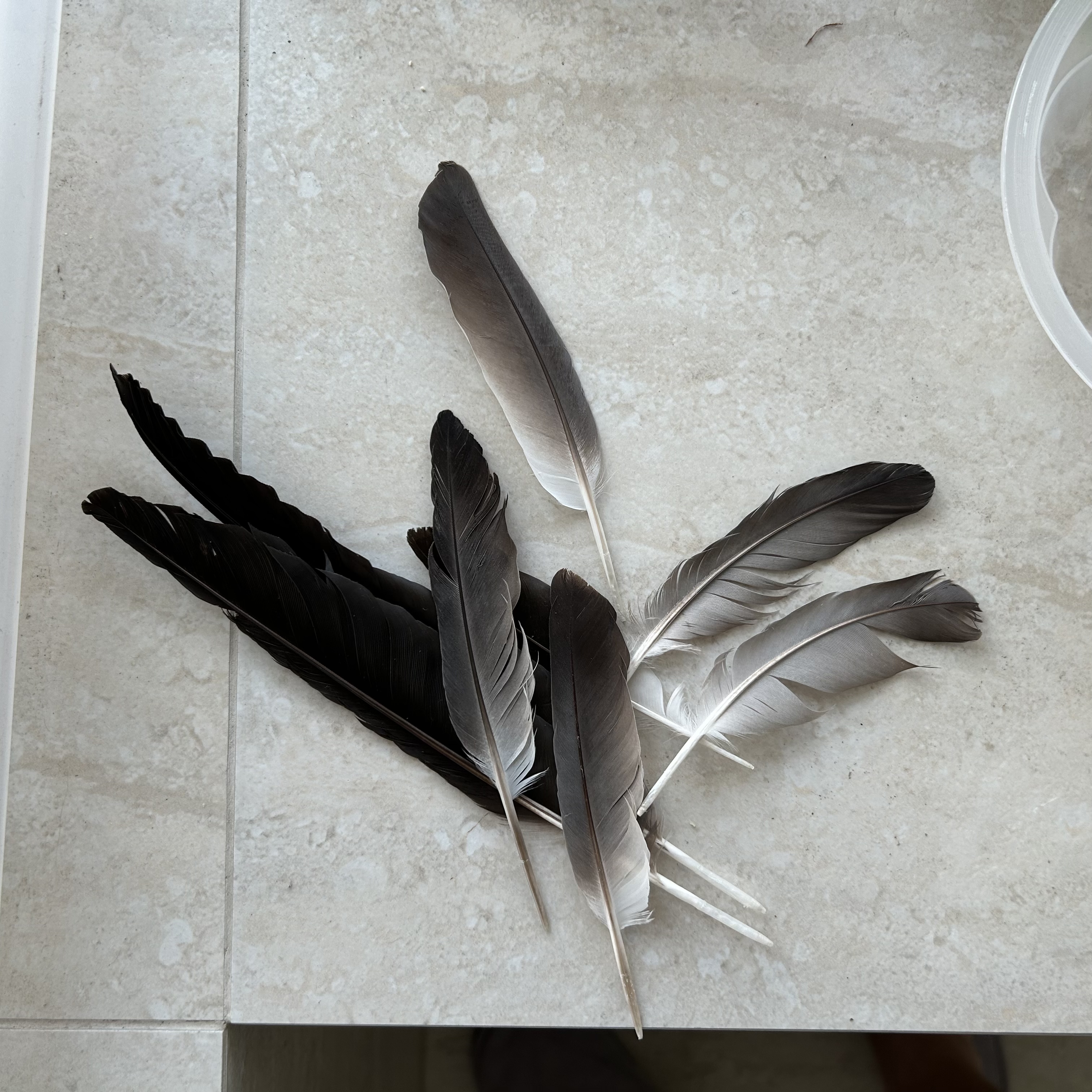 Gryphon feathers for Serval (“Aimi-inside”) #8 Honkai: Star Rail | HoYoLAB