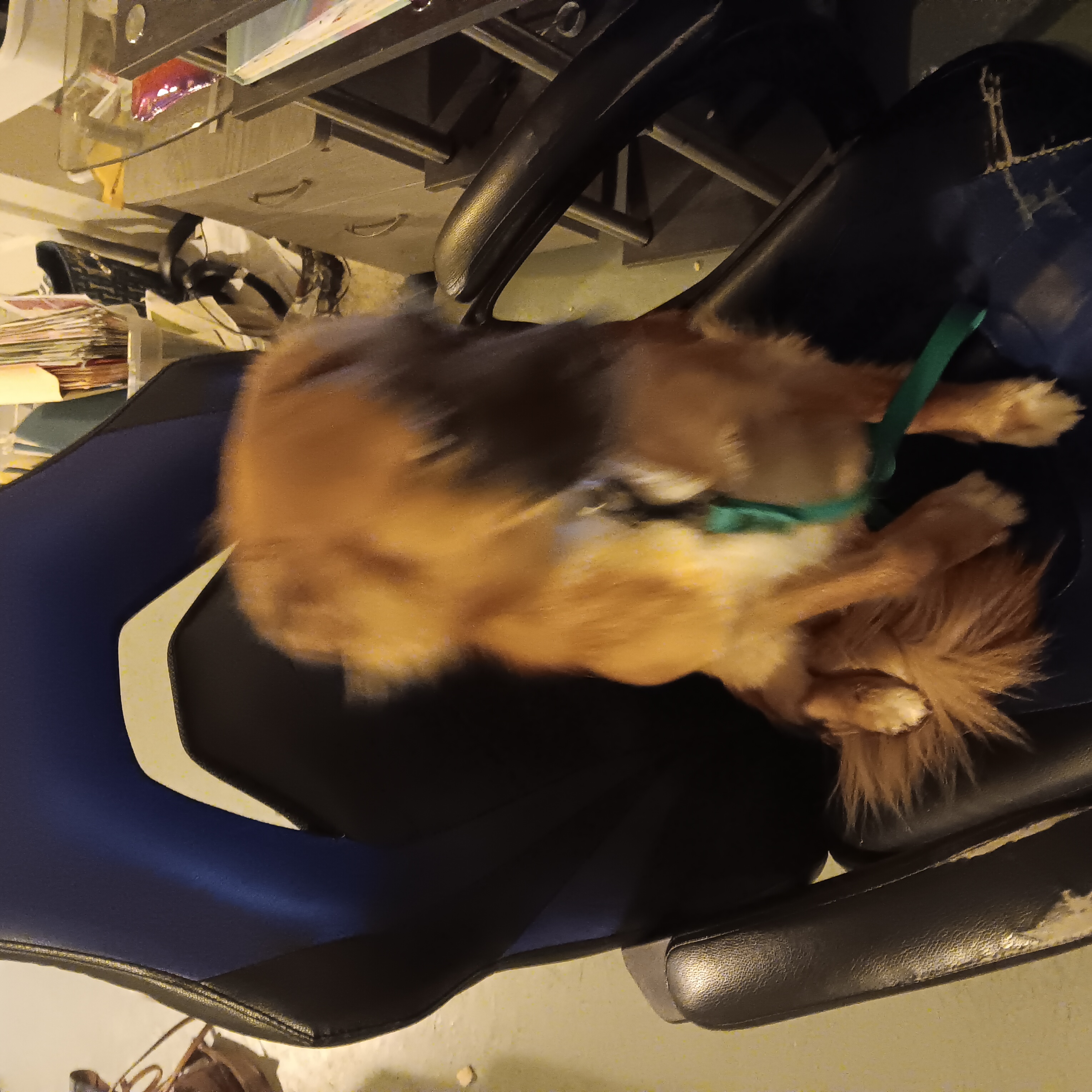 My dog can SIT... in my desk chair! | HoYoLAB