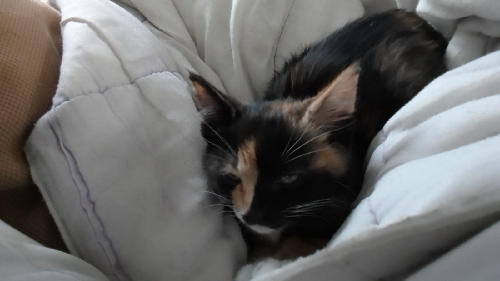 LOOK AT THE KITTYYYYY😤🥺🥰 | HoYoLAB