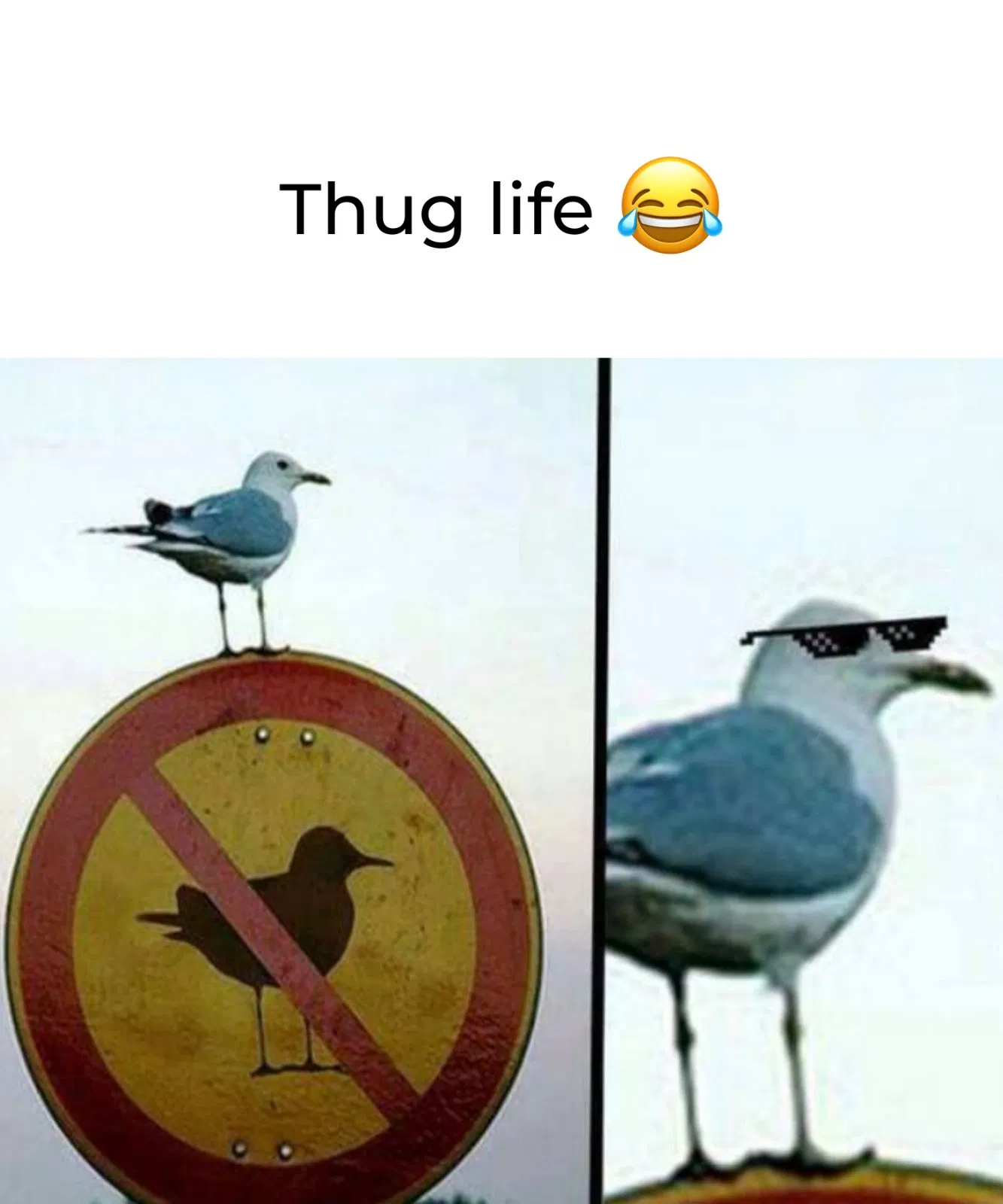 This bird livin that thug life Genshin Impact | HoYoLAB
