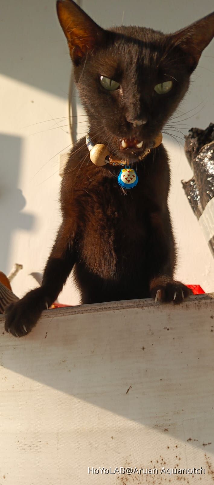 My beloved kittyo | HoYoLAB