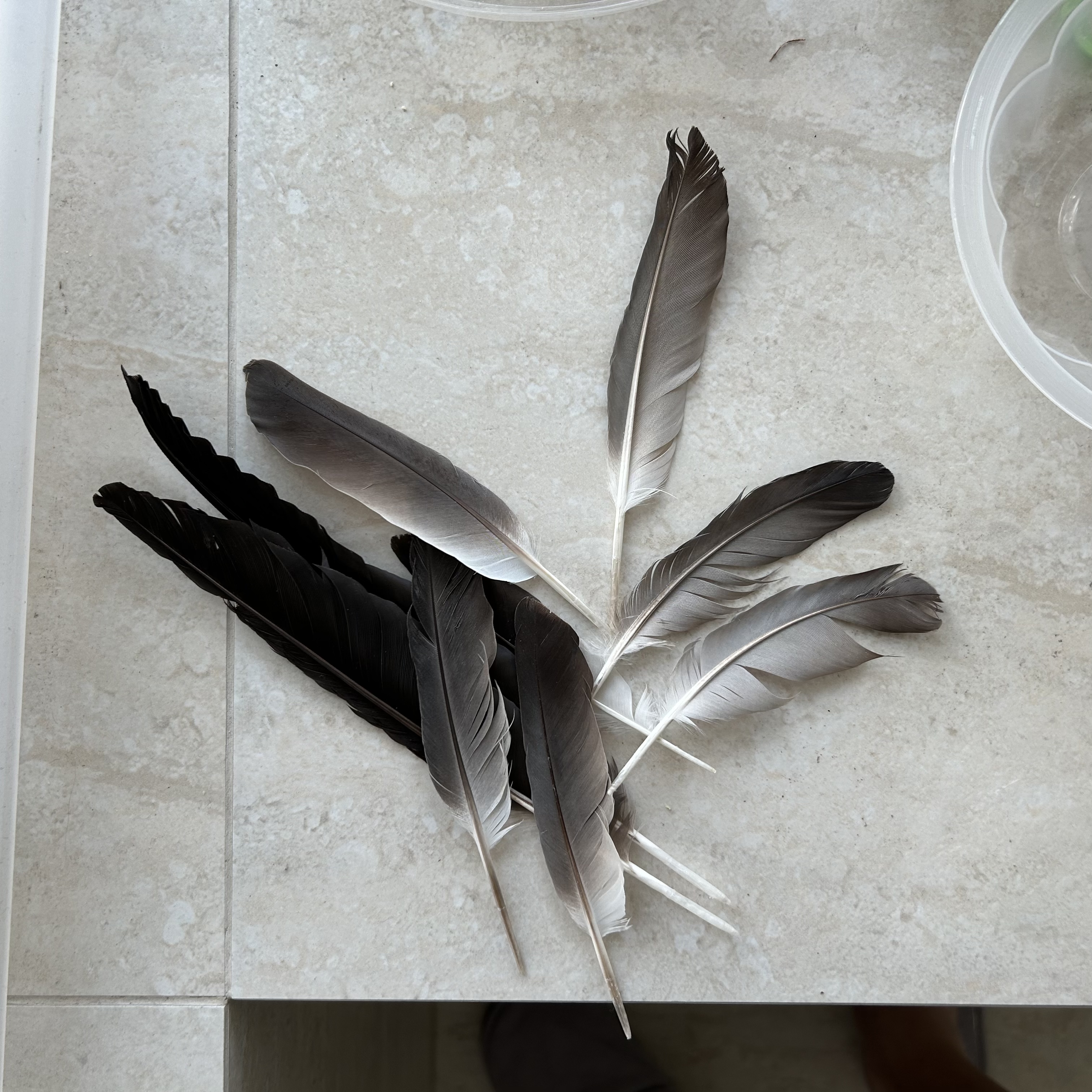 Gryphon feathers for Serval (“Aimi-inside”) 9th Honkai: Star Rail | HoYoLAB