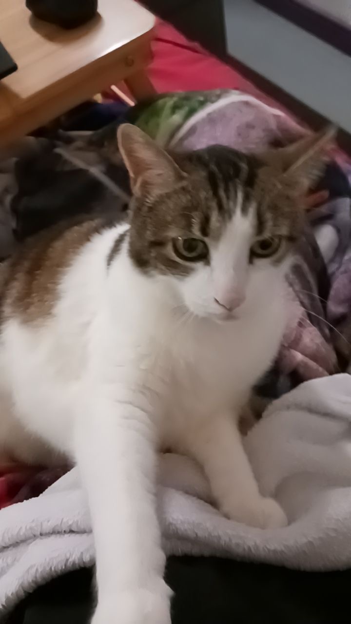 Have a picture of my cat | HoYoLAB