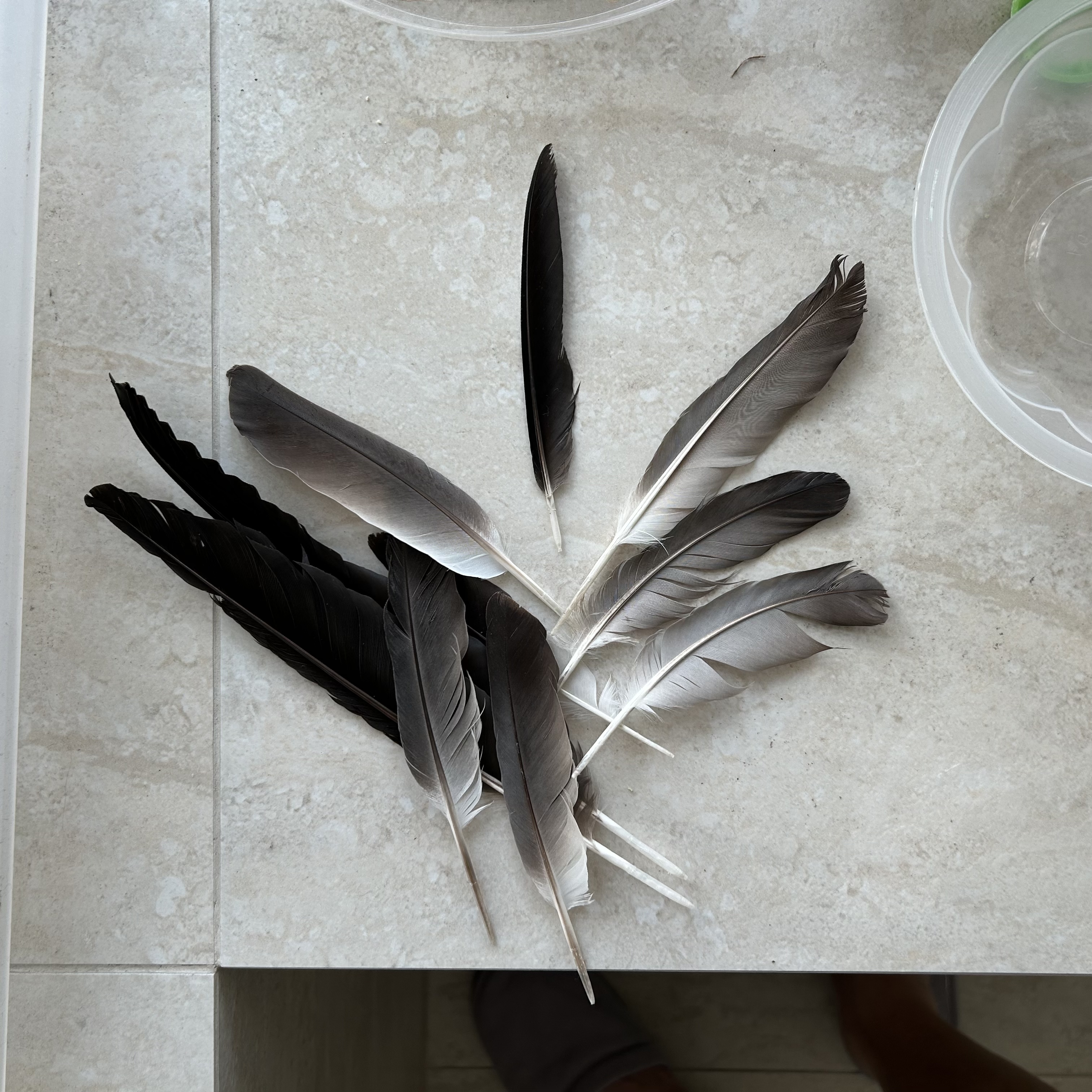 Gryphon feathers for Serval (“Aimi-inside”) 10th Honkai: Star Rail ...
