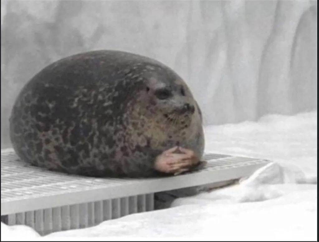 YOO HOYO if y'all need a new voice actor y'all know where to fine me ...