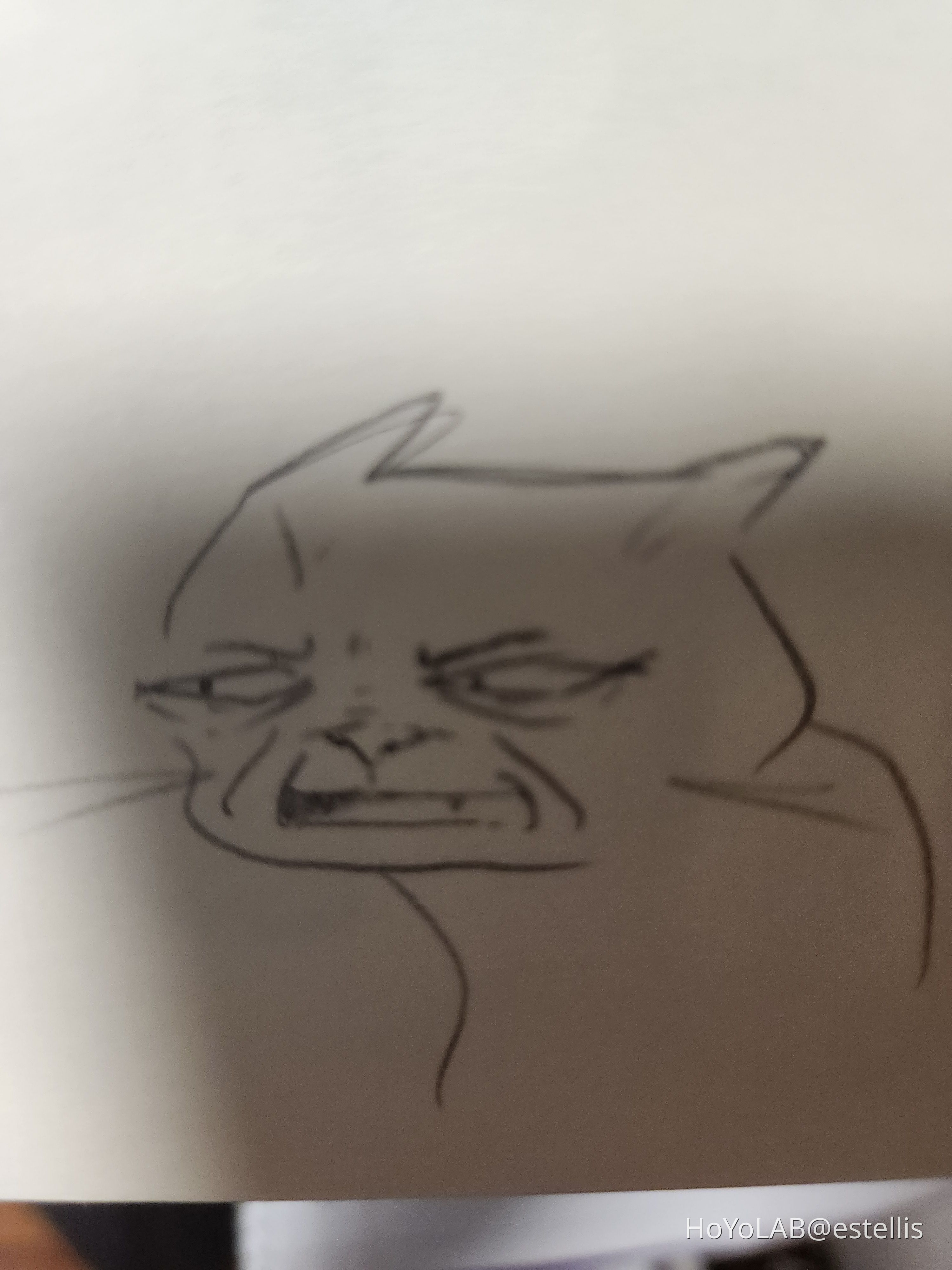 I shall gift you all with silly catto skatboard + that one cat my ...