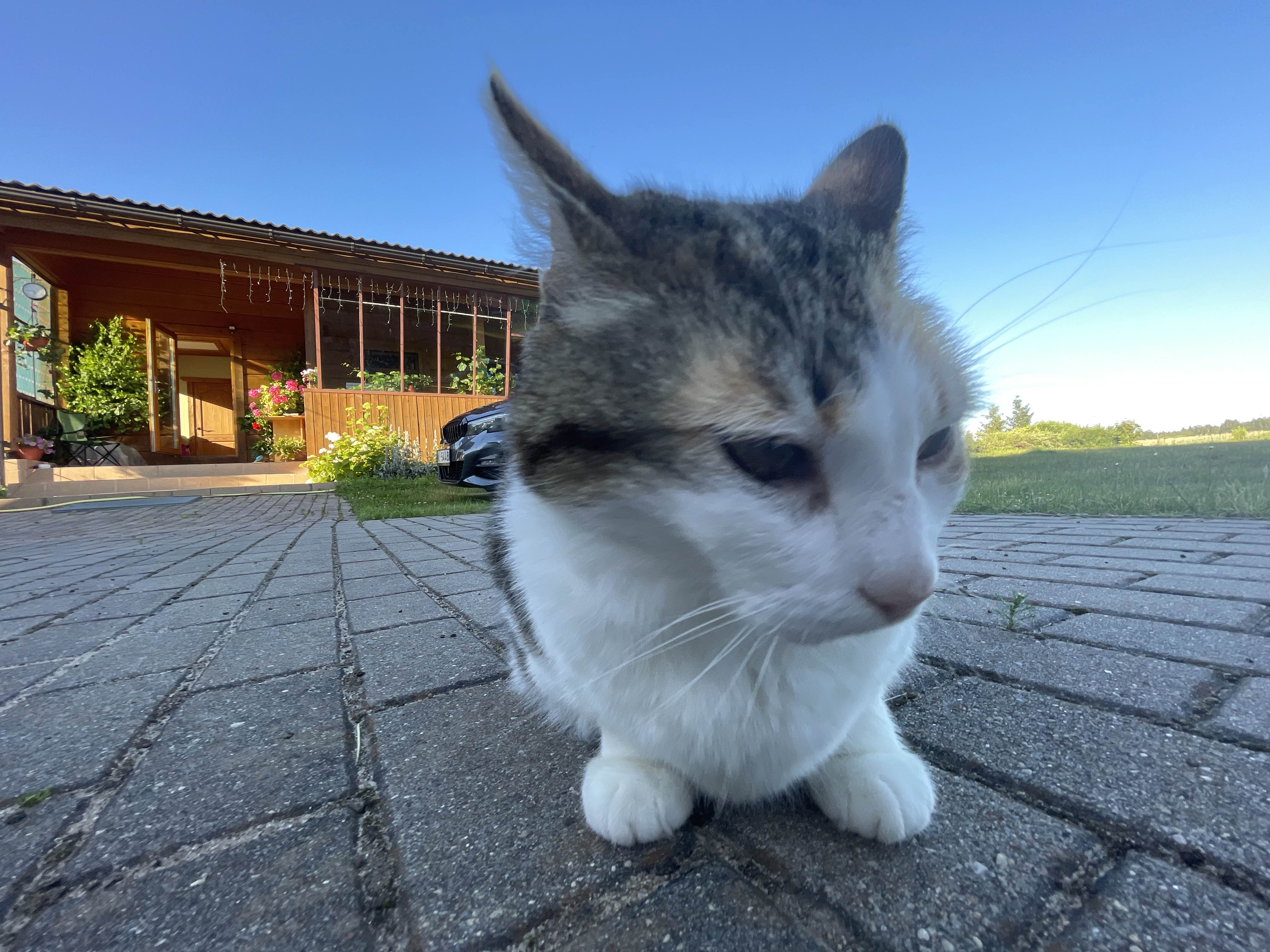 Kittyuhh (⁠≧⁠ ⁠≦⁠) Genshin Impact | HoYoLAB