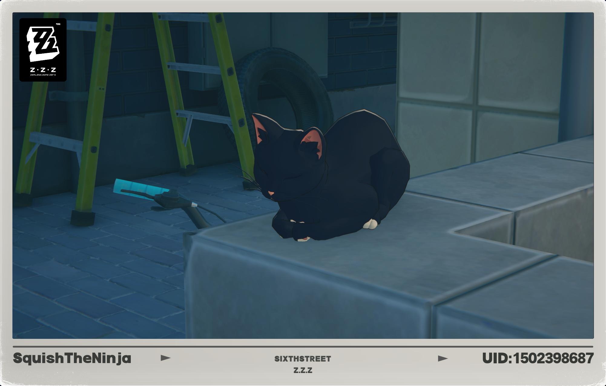 Just a collection of some of the cats in ZZZ cause they are little cuties