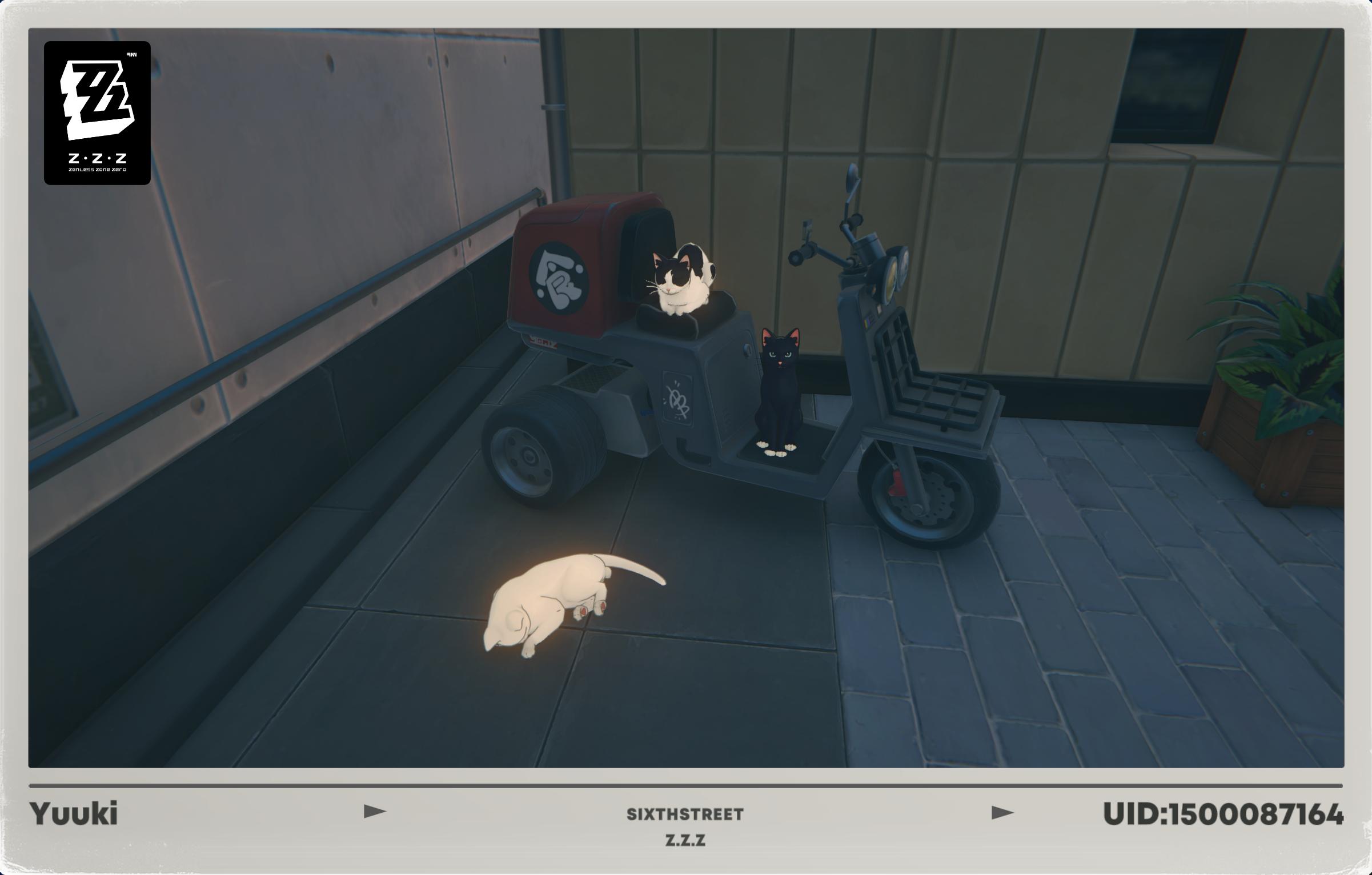 Cats Zenless Zone Zero | HoYoLAB