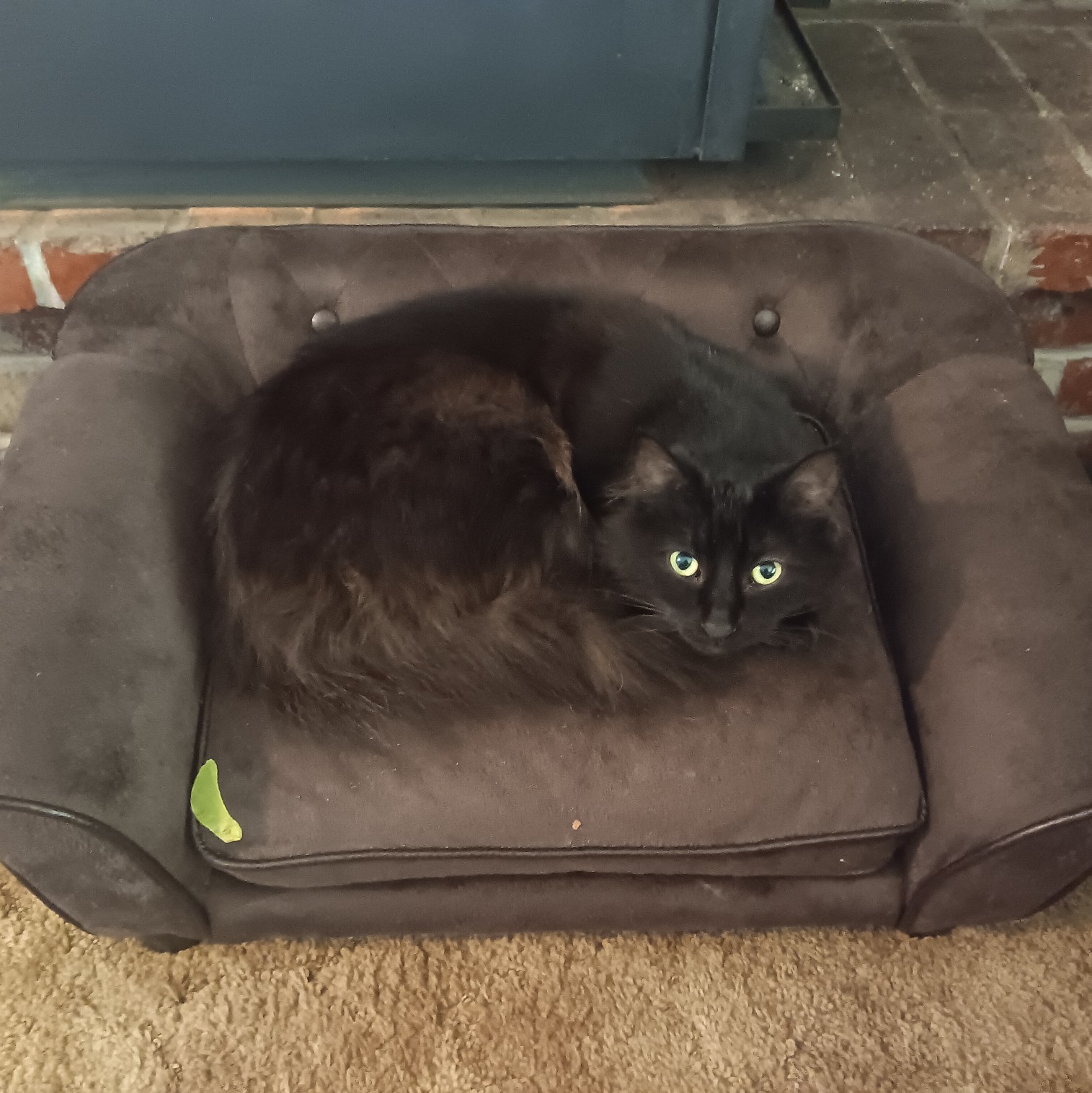 Figaro relaxing on his little couch!