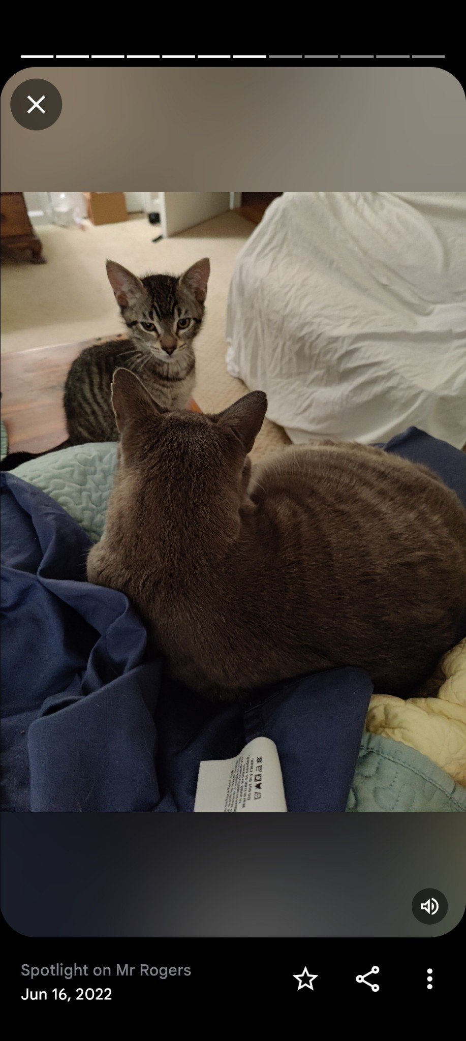 oh-my-god-stop-my-cat-is-so-cute-hoyolab