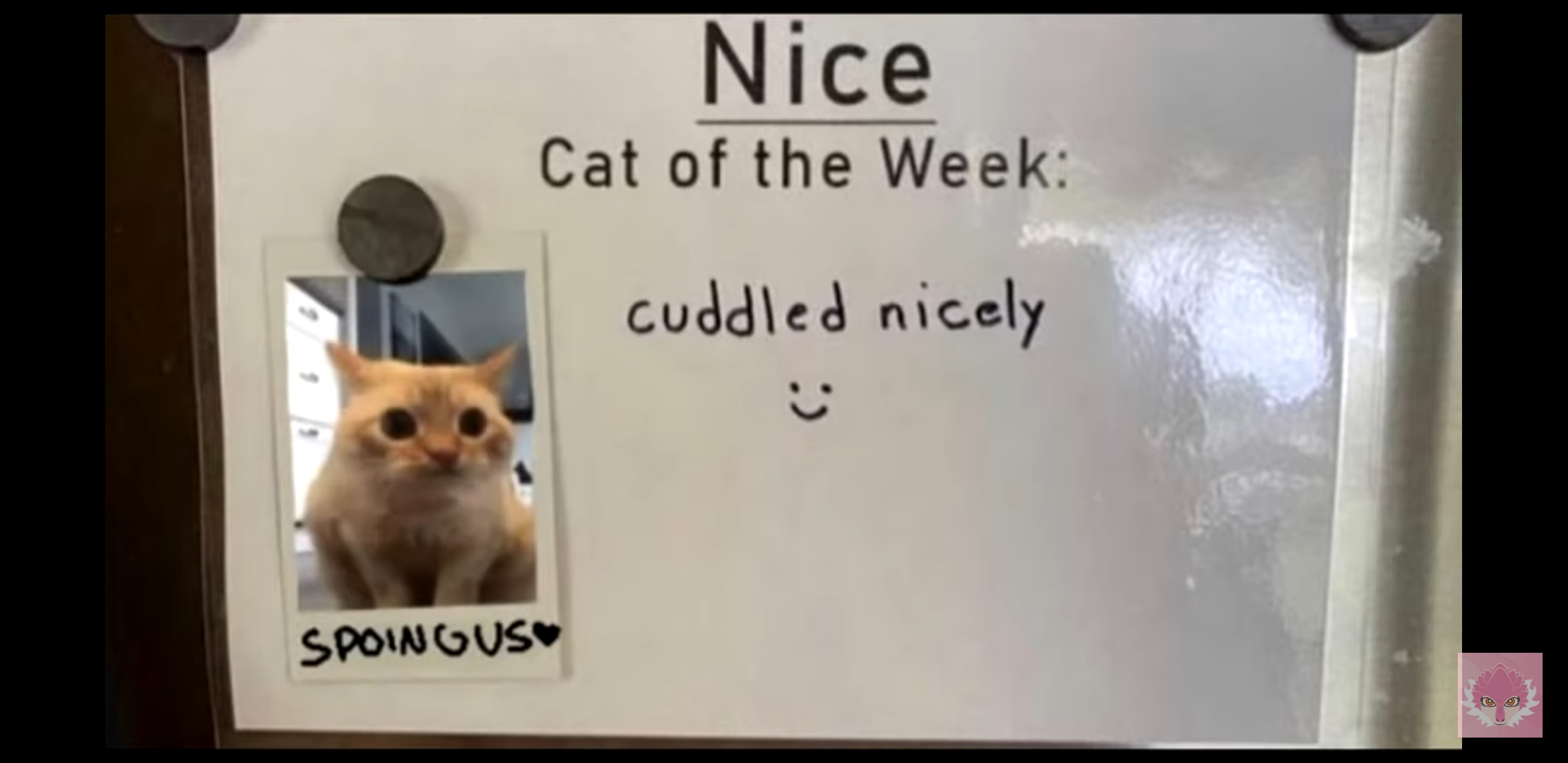 Spoingus vs Bingus Genshin Impact | HoYoLAB