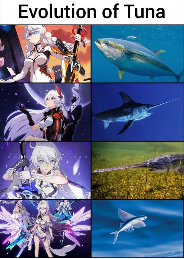 Tuna -> lance tuna -> sword tuna ->winged tuna Honkai Impact 3rd | HoYoLAB