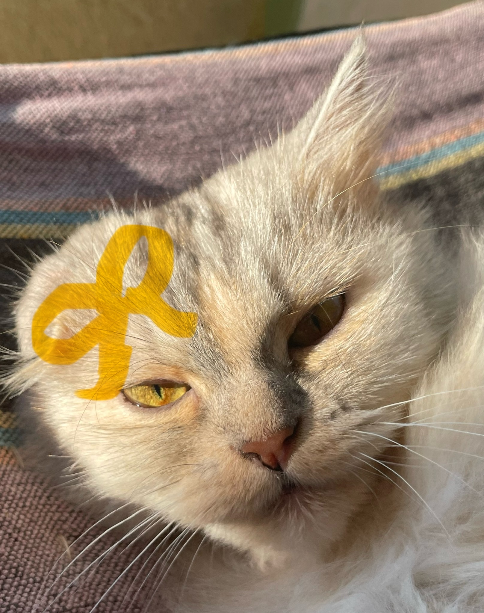 Stelle cat Genshin Impact | HoYoLAB